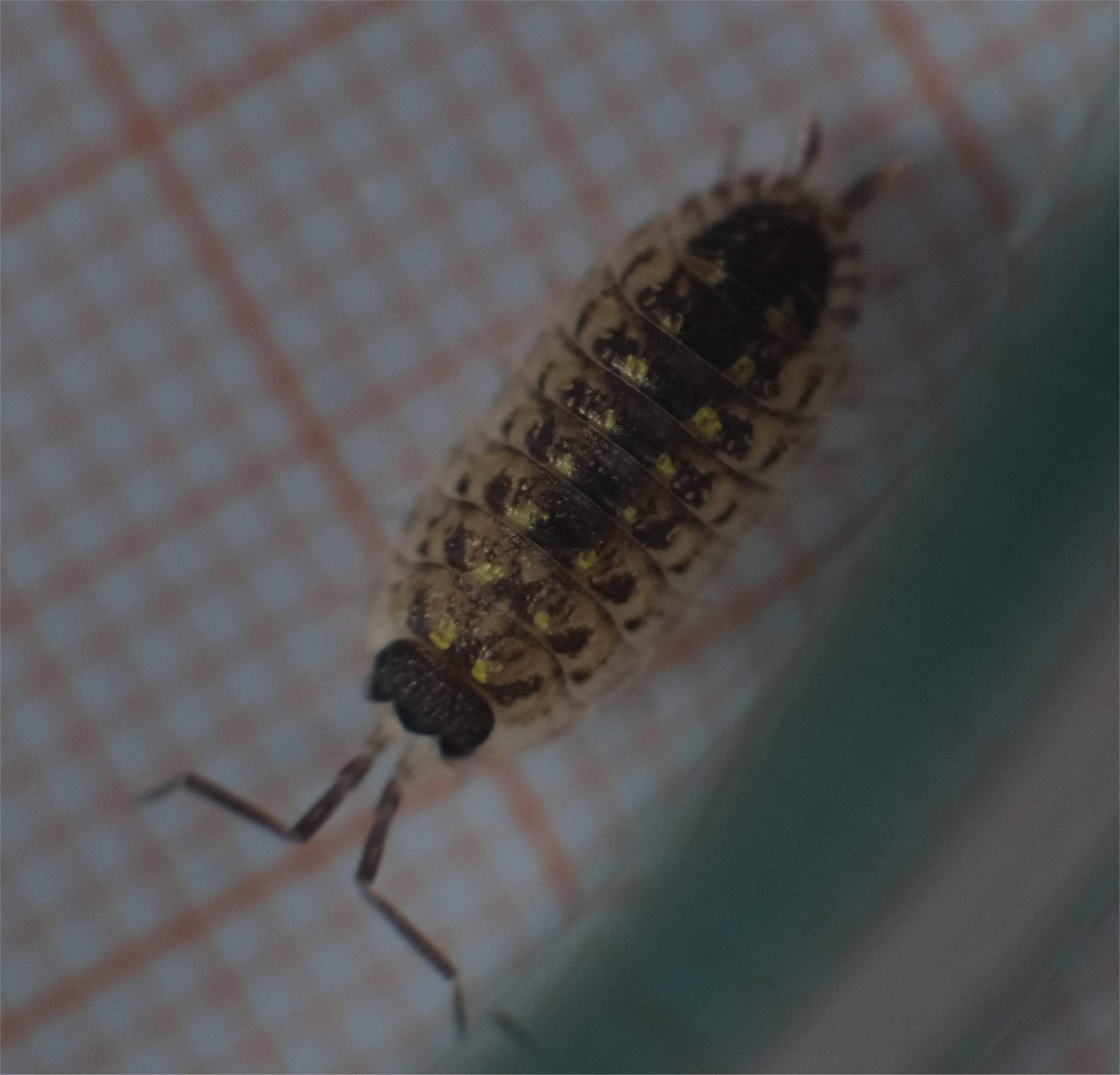 Welches Insekt ist das? (Biologie, Insekten, Bestimmung)