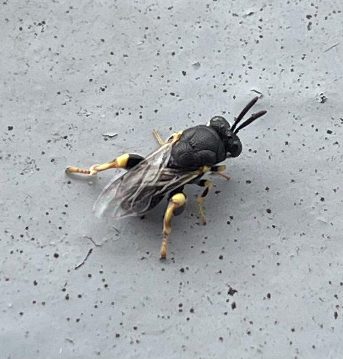 Welches Insekt ist das? (Insekten, Insektenbestimmung, Fliege)