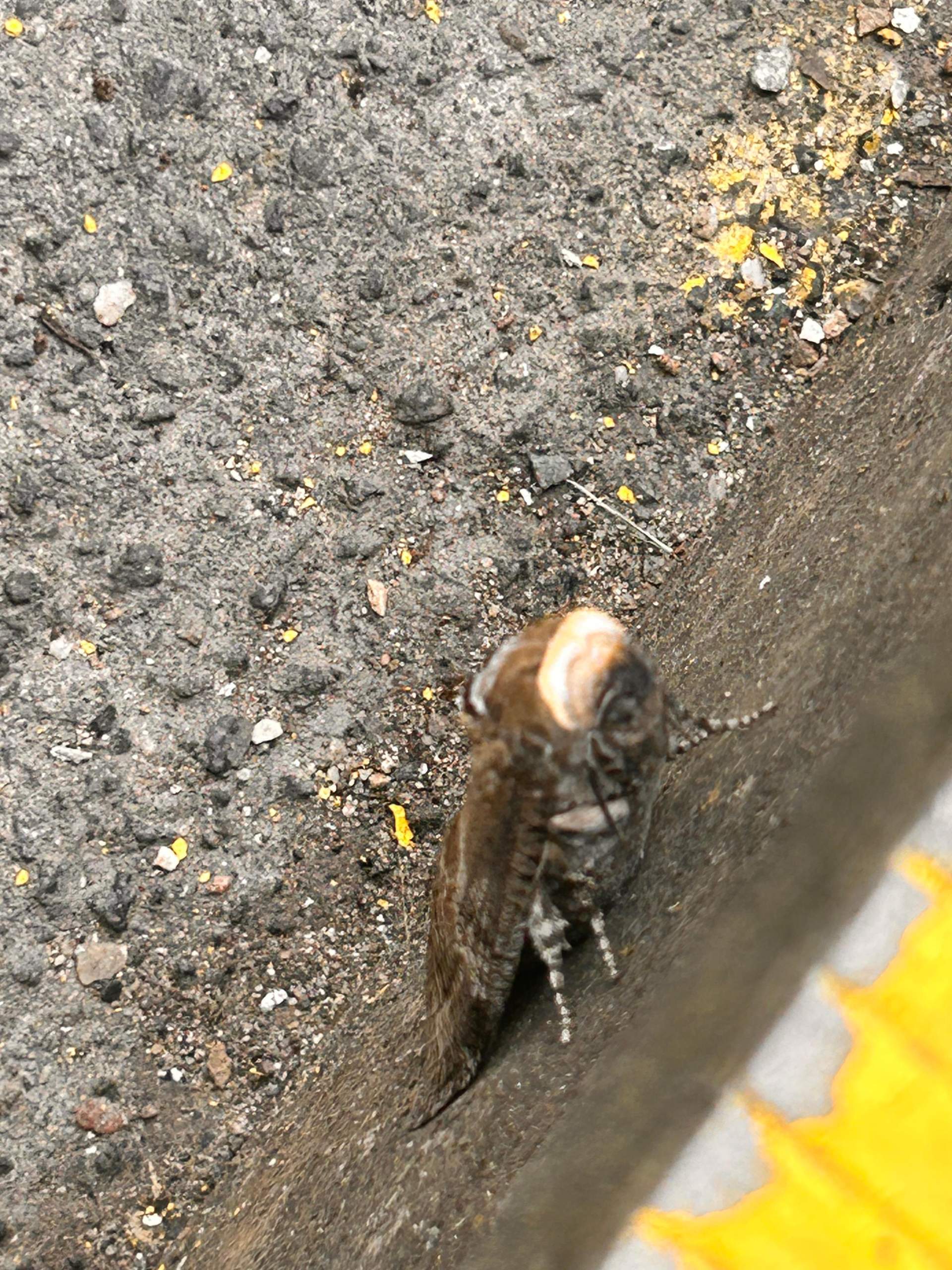 Welches Insekt ist das? (Natur, Insekten)
