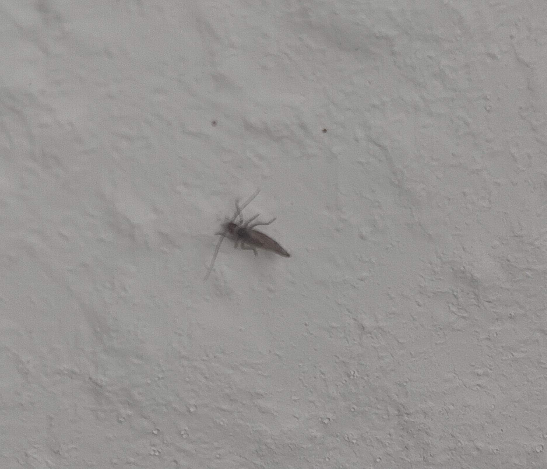 Welches Insekt ist das? (Insekten, Schädlinge, Ungeziefer)