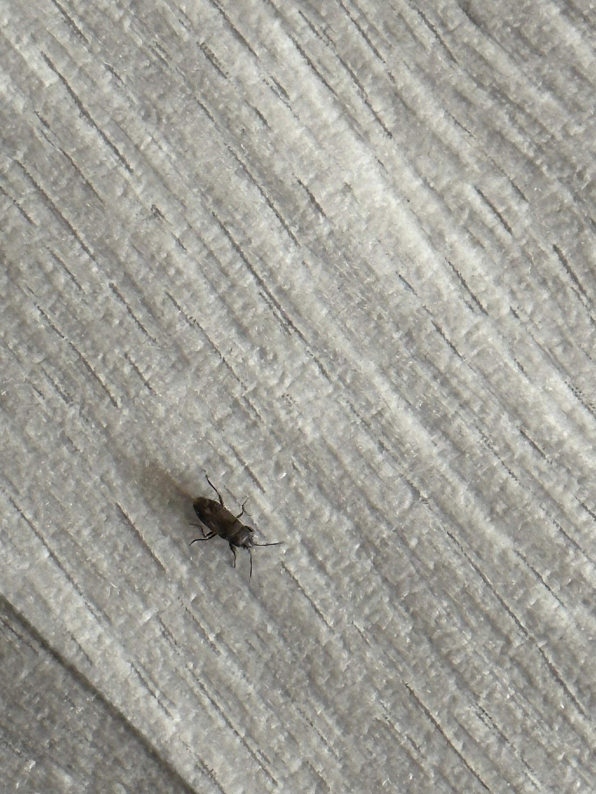 Welches Insekt ist das zu hause? (Insekten, Käfer)