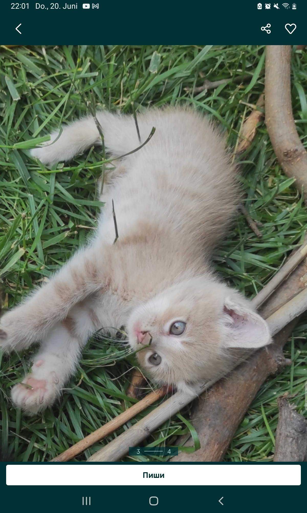 Welches Kätzchen würdet ihr euch kaufen ich hole mir morgen eins von ...