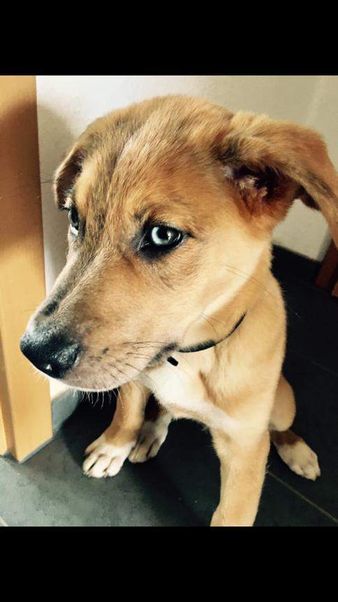 Welches Profilbild findet ihr besser? (Tiere, Umfrage, Hund)