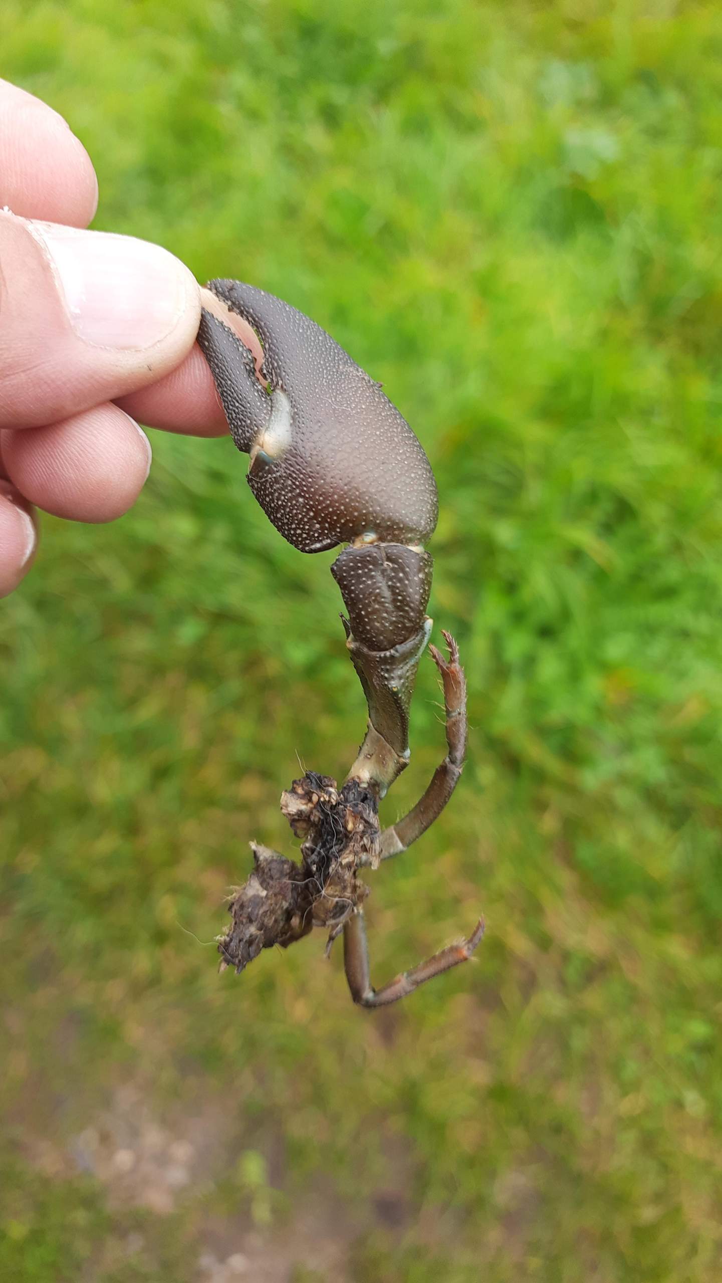 Welches Tier frisst bei uns Krebse? (Tiere, Krebs, Natur und Umwelt)