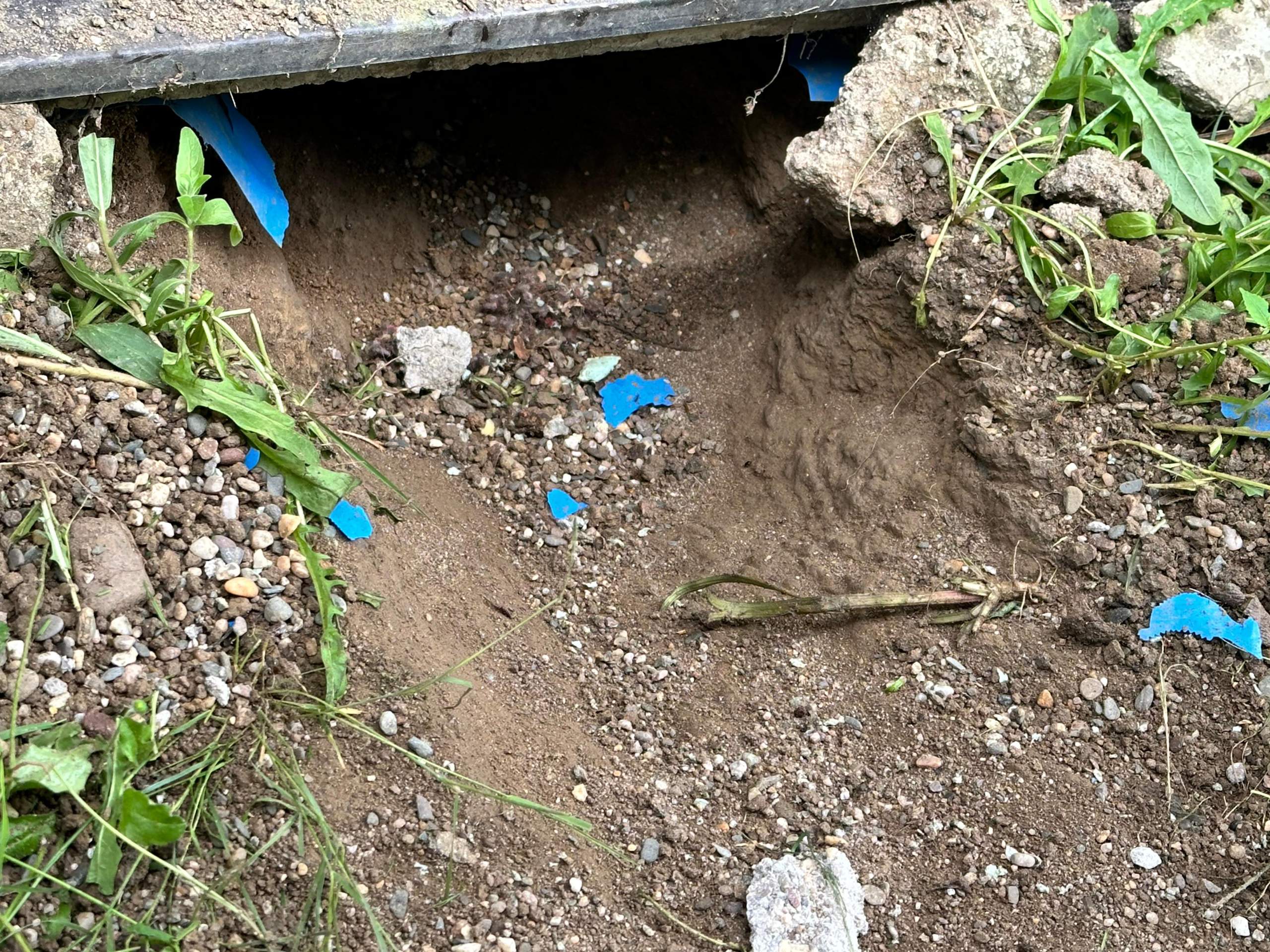 Welches Tier gräbt so ein großes Loch? (Garten, Wildtiere, Fuchs)