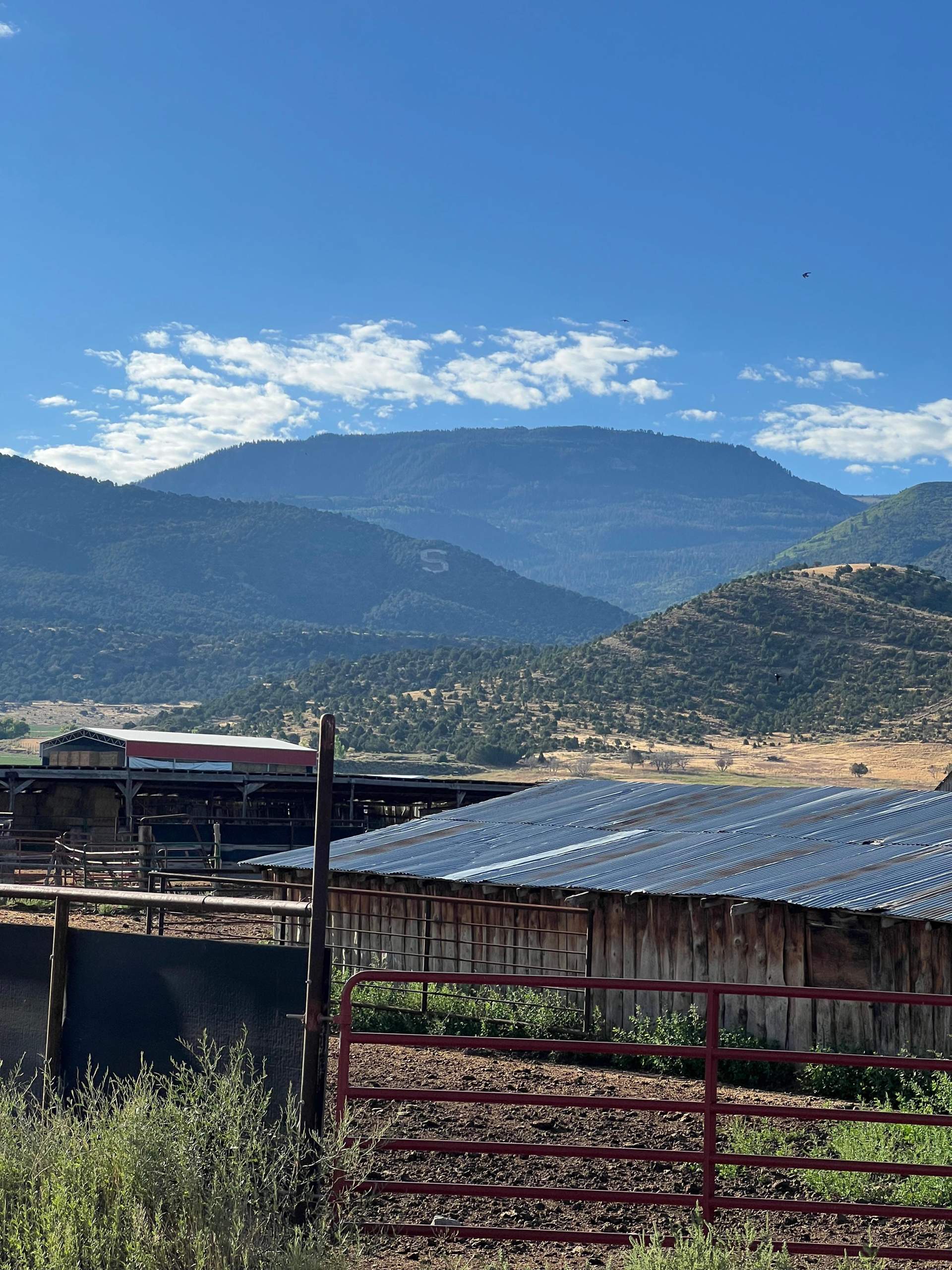 Welches Tier hat diese Pfote / Tatze / Spur? (Puma, Spuren, Wildkatze)