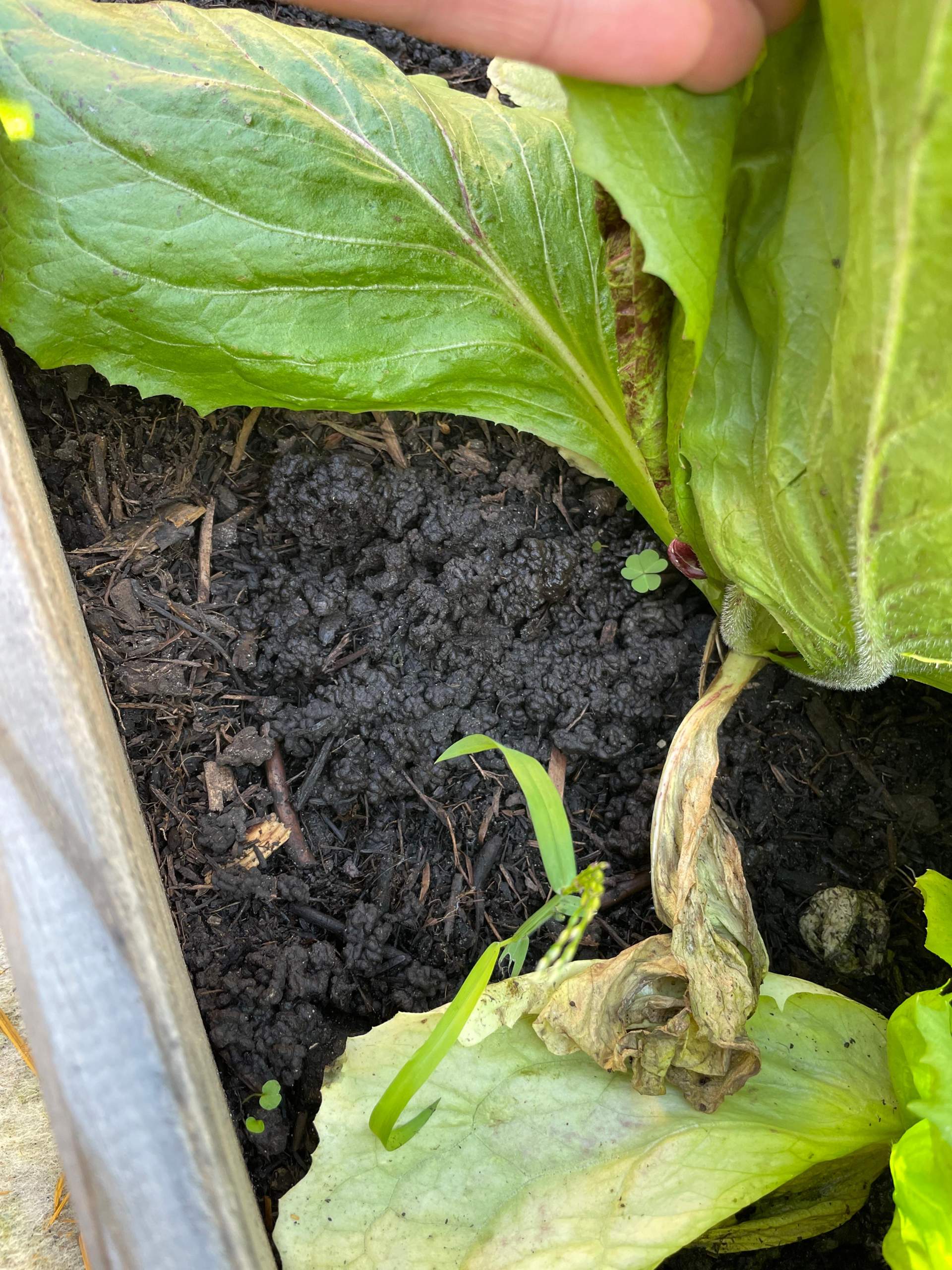 Welches Tier ist das? (Kot)? (Tiere, Garten, Gemüsebeet)