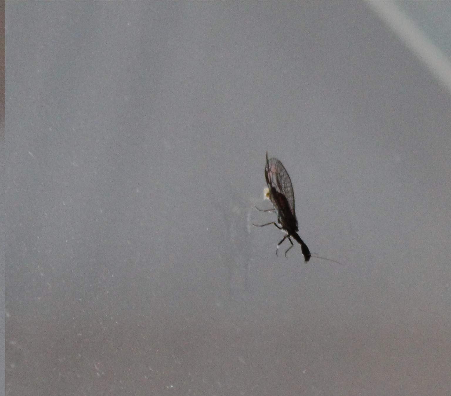 Welches Insekt ist das? (Biologie, Insekten, Bestimmung)