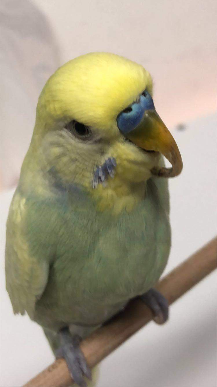 Wellensittich schnabel? (Sittiche)