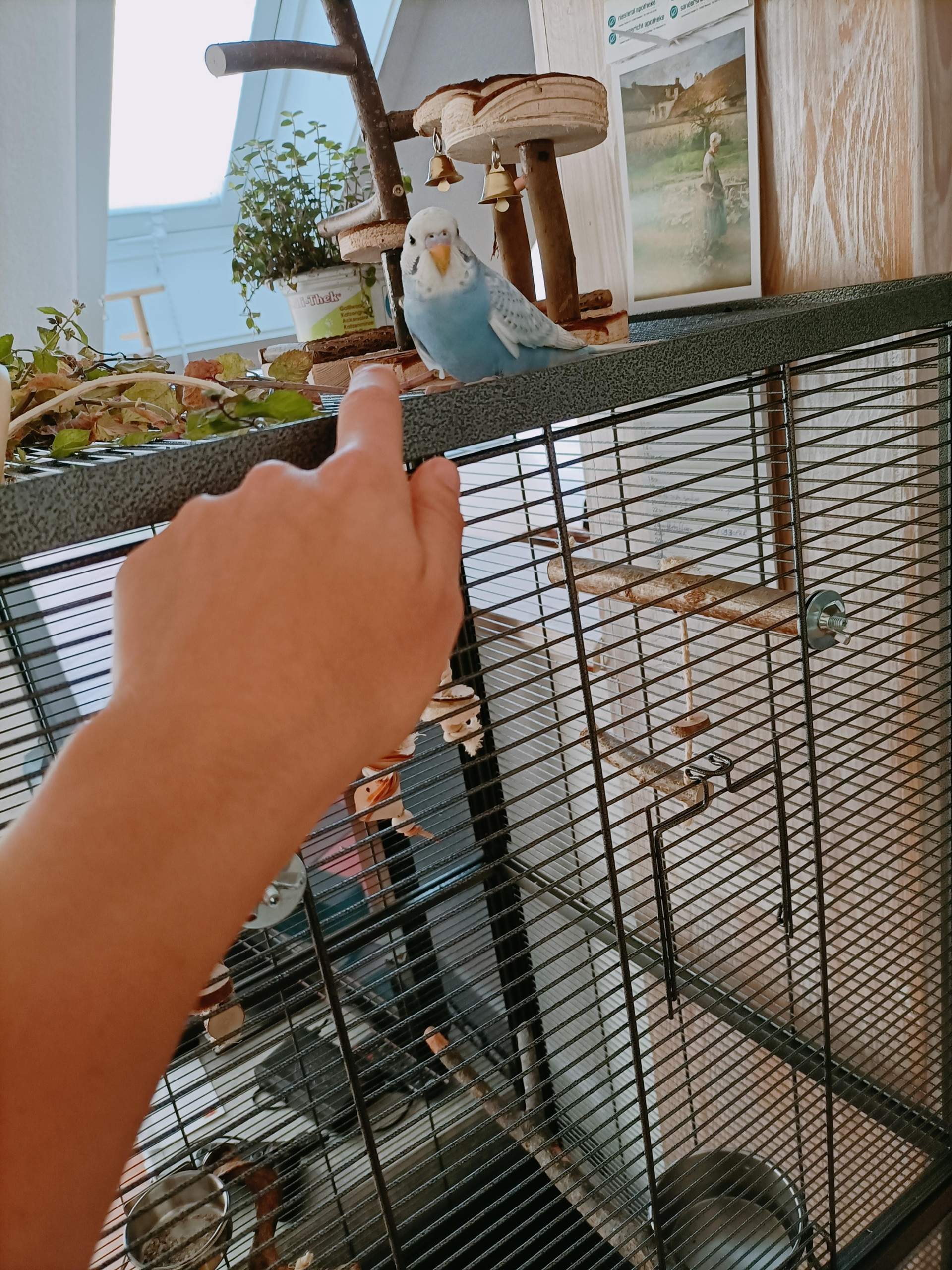 Wellensittich Schnabel zu lang?