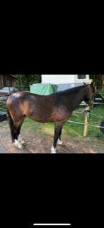 Welsh B Sattel? (Reiten, Pony, Dressur)