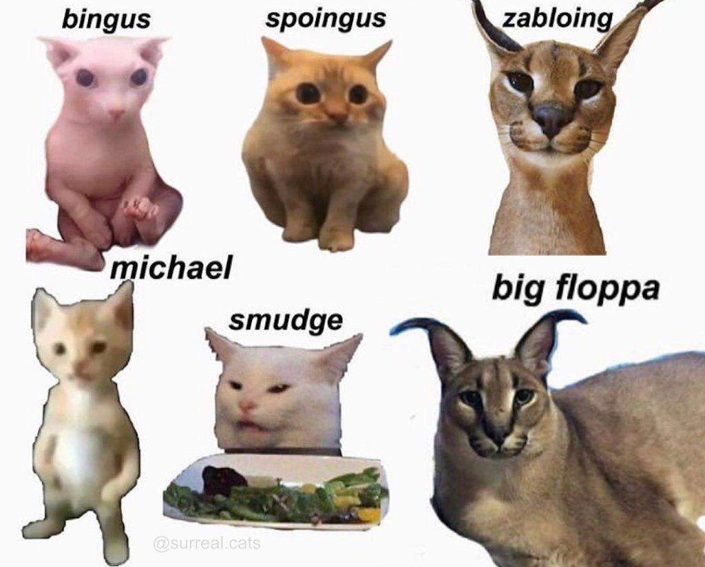 Wen mögt ihr am meisten? (Umfrage, Katze, Meme)