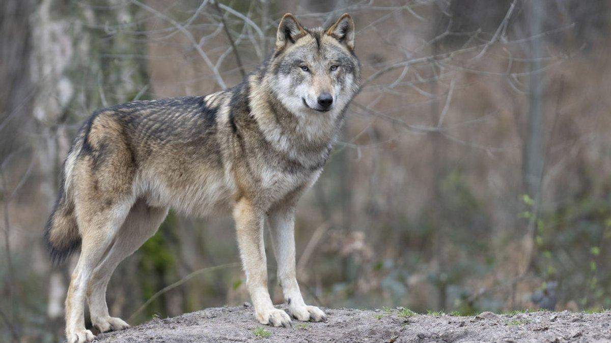 Wenn euch im Wald ein Wolf begegnen würde, hättet ihr Angst? (Wildtiere ...