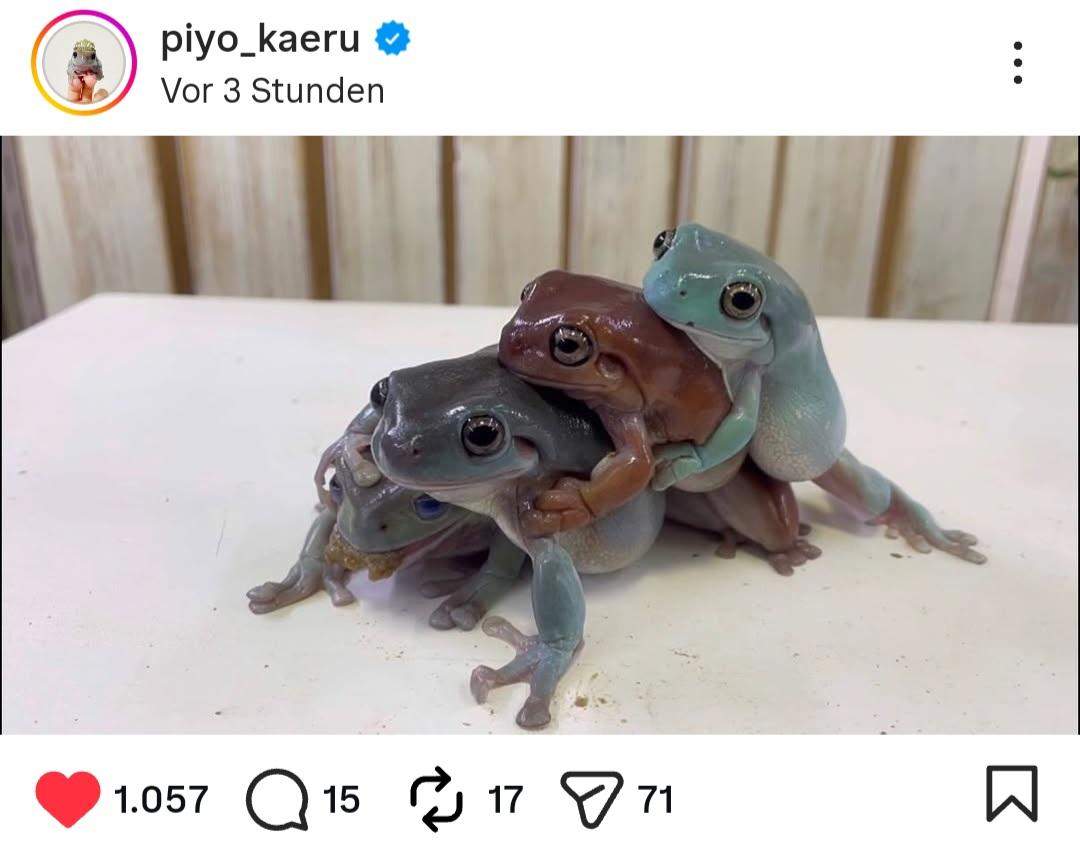 Wer findet Korallenfingerlaubfrösche auch süß? (Haustiere, Frosch ...