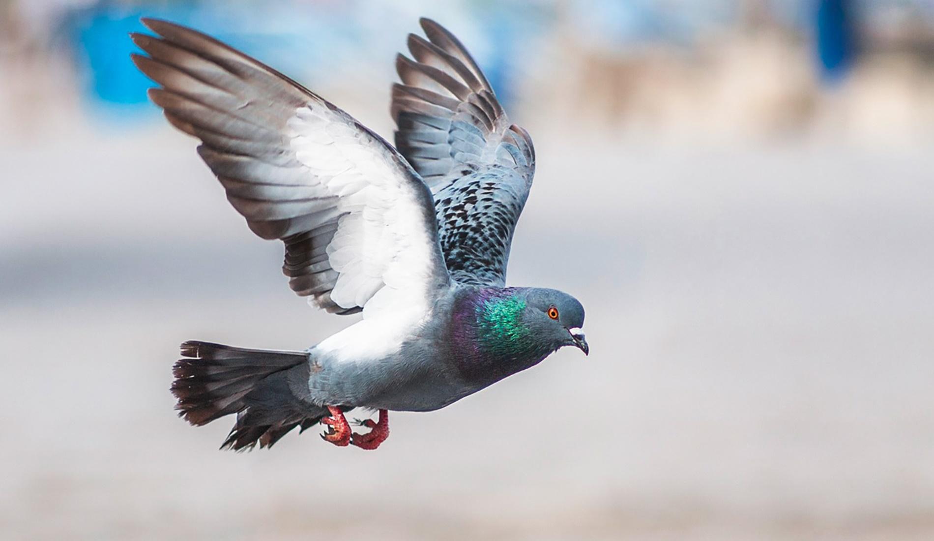 Wer fliegt besser? Tauben oder Raben? (Physik, Biologie, Umfrage)