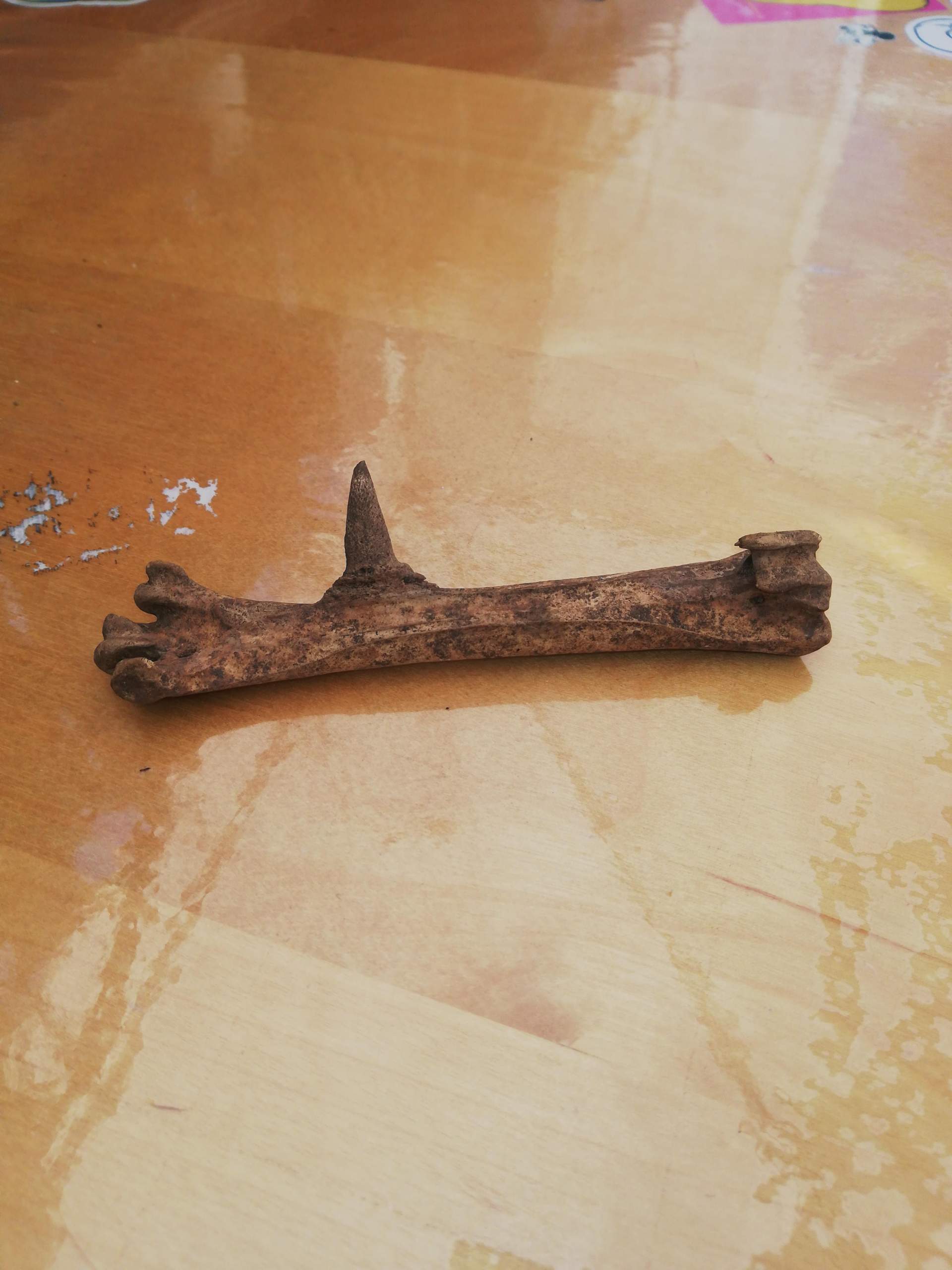 Wer kann diesen Knochen einem Tier zuordnen? (Tiere, Archäologie ...