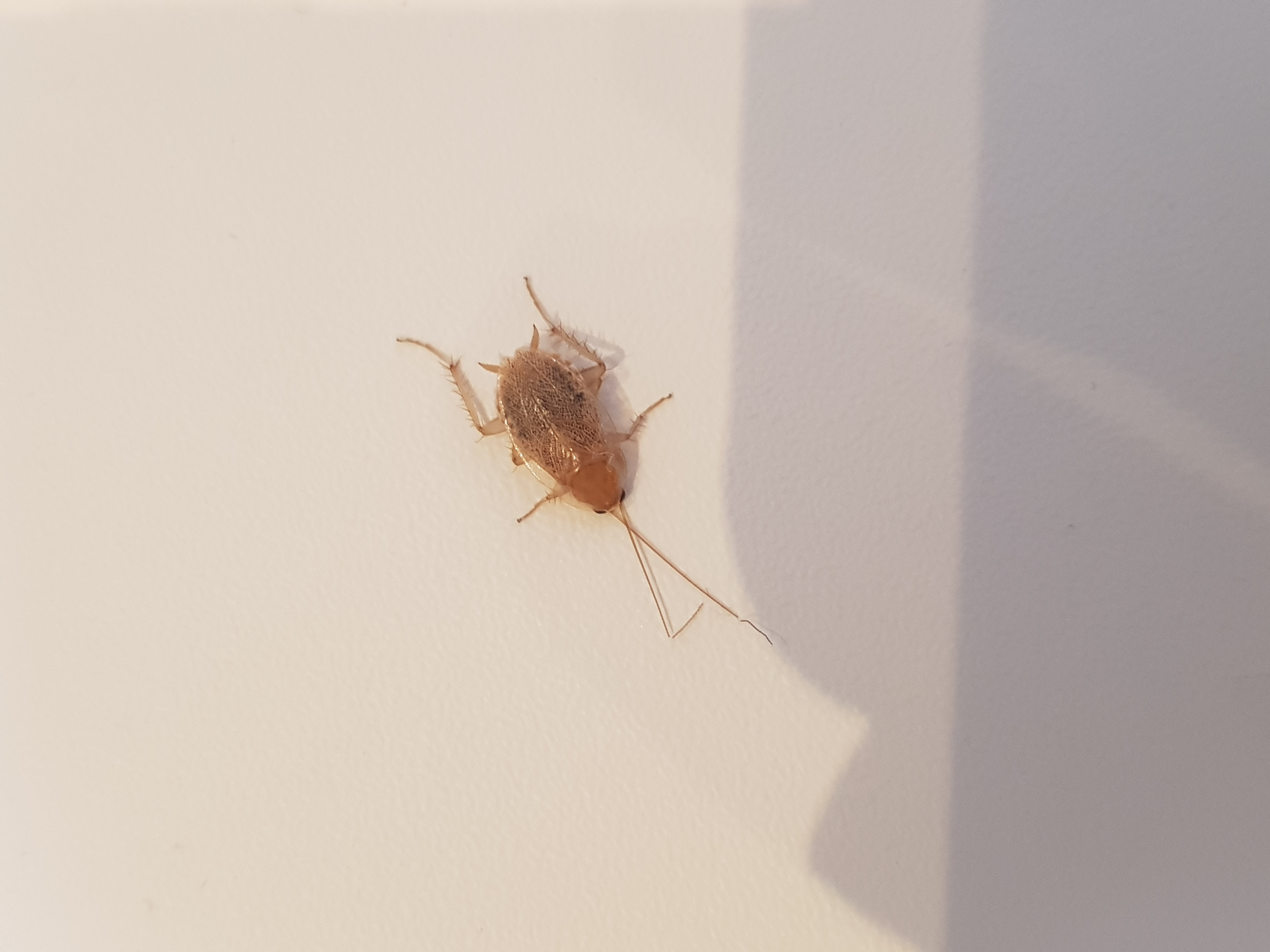 Wer kann mir sagen ob das eine Kakerlake ist? (Biologie, Insekten, Käfer) Wer kann mir sagen ob das eine Kakerlake ist? (Biologie, Insekten, Käfer)