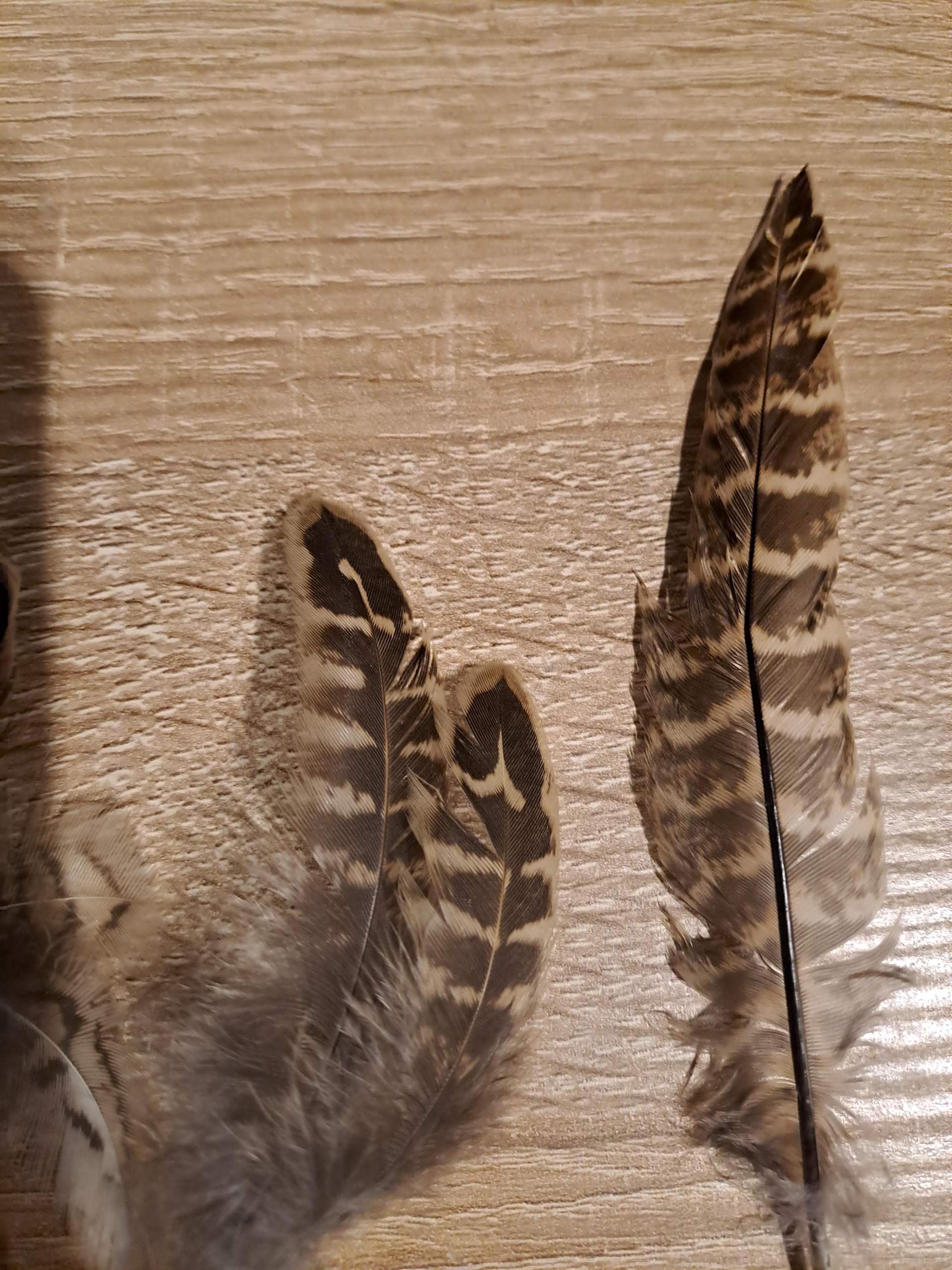 Wer kann mir sagen von welchem Vogel diese Federn stammen? (Vogelart ...