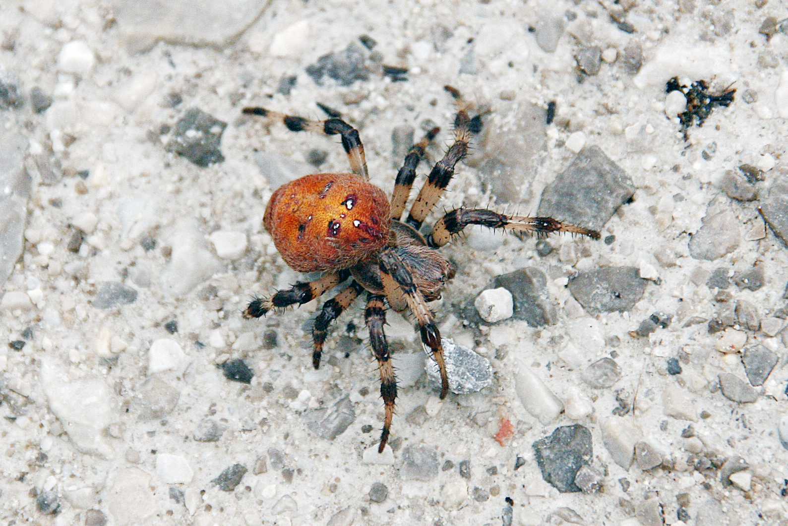 wer kann mir sagen was das für eine Spinne ist? (Tiere, Spinnen) wer kann mir sagen was das für eine Spinne ist? (Tiere, Spinnen)