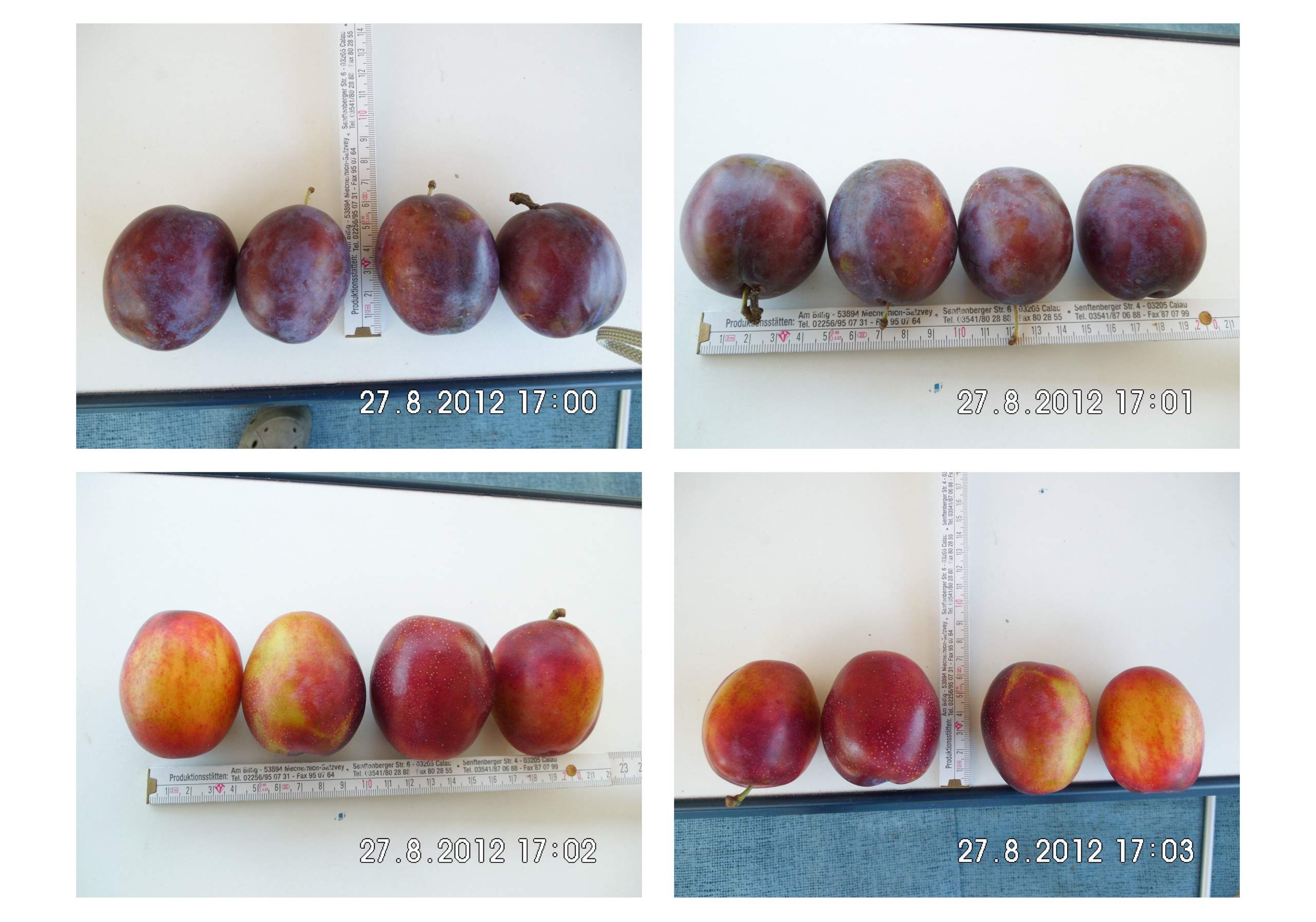 Wer kennt diese Pflaumensorten? (Obst, Pflaumen)