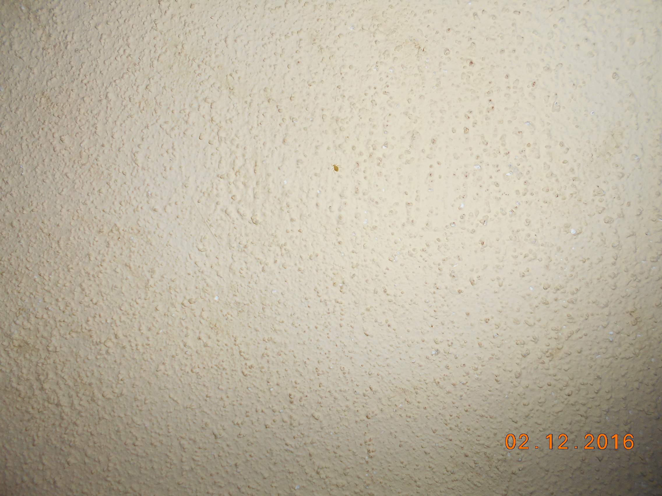 Wer kennt dieses Ungeziefer? (weiße milbe)? (Milben)