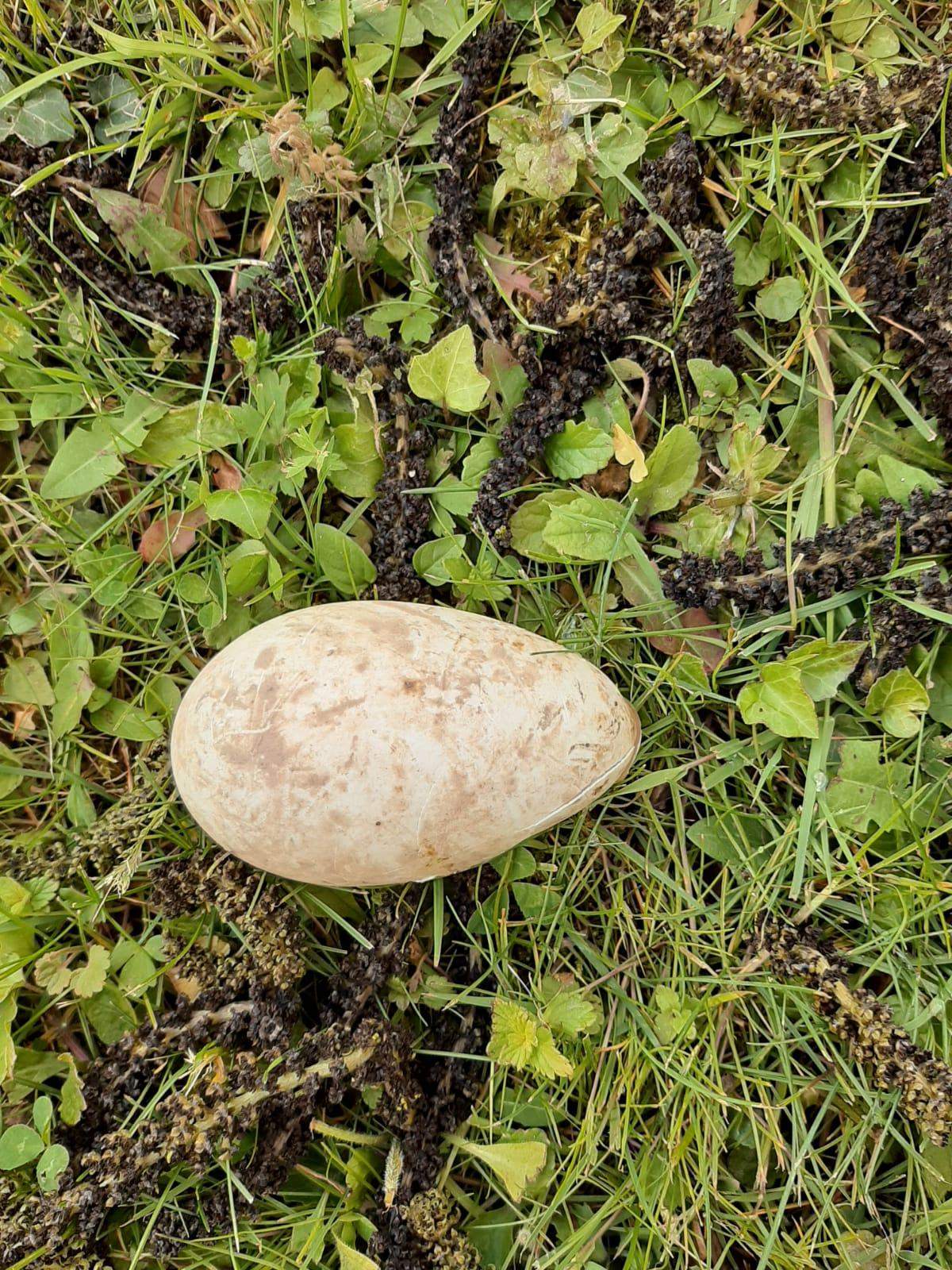 Wer legt so große Eier? 10cm lang; 6 cm breit! Abseits von Gewässern ...