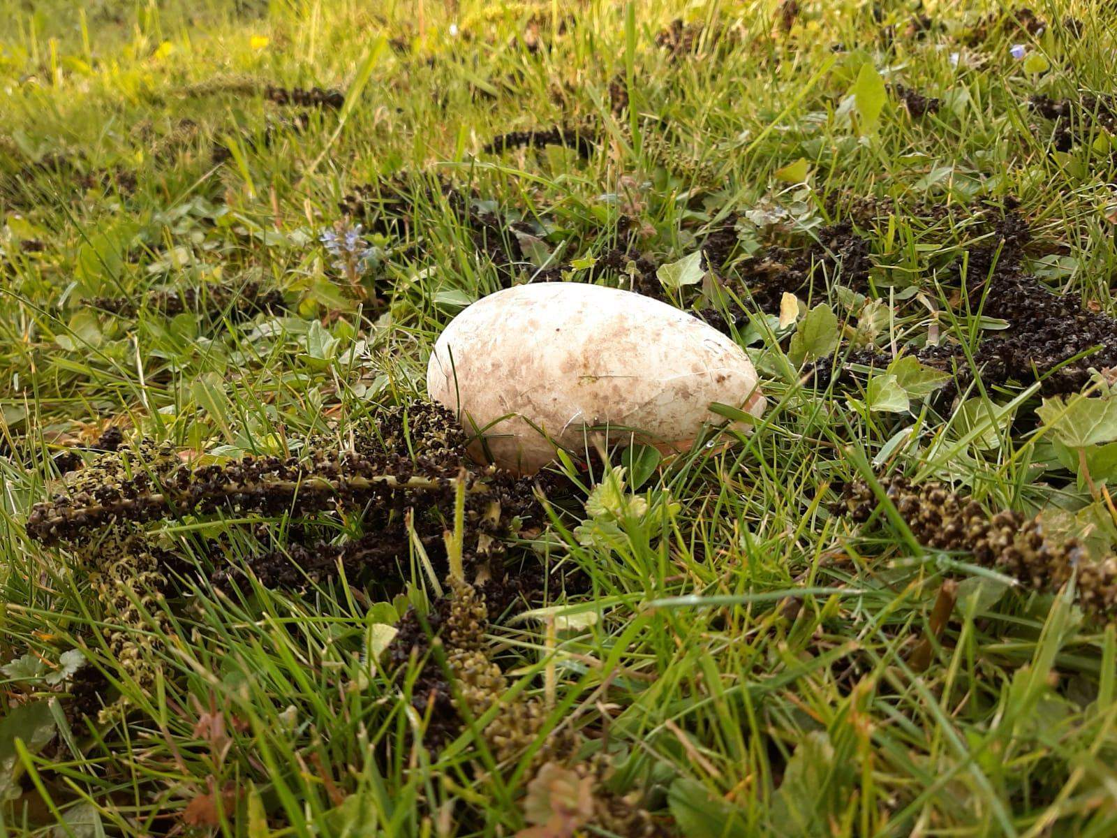 Wer legt so große Eier? 10cm lang; 6 cm breit! Abseits von Gewässern ...