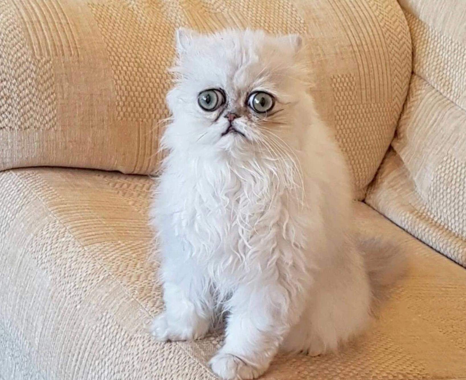 Wer von Euch findet diese Katze auch süß? (Liebe, Liebe und Beziehung ...