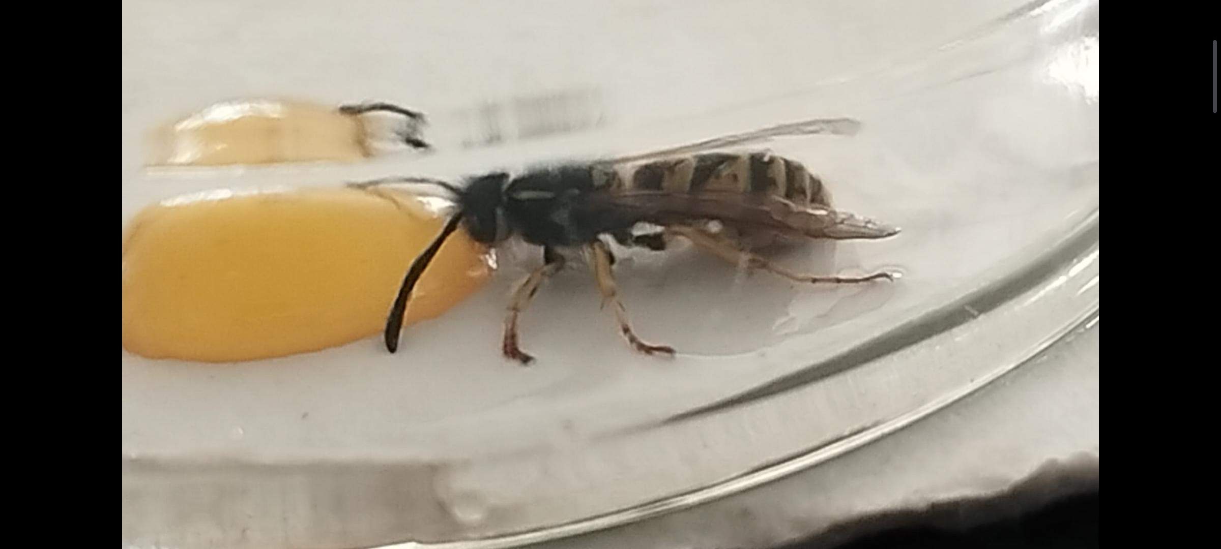 Wespe überwintern lassen wie? (Tiere, Biologie, Pflege)