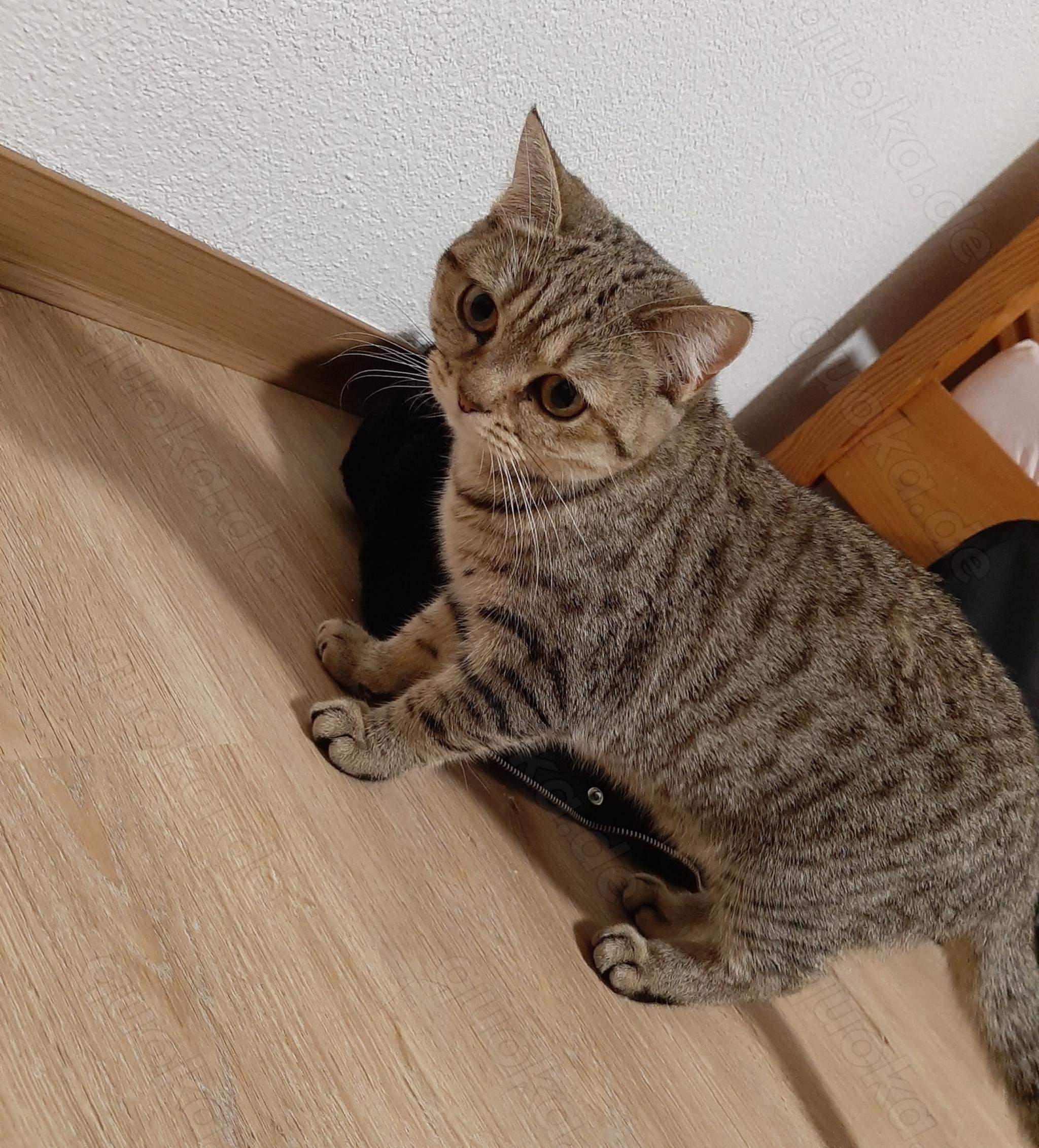 Wie alt ist das kitten? (Katzenjunges, Hauskatze, Britisch Kurzhaar)