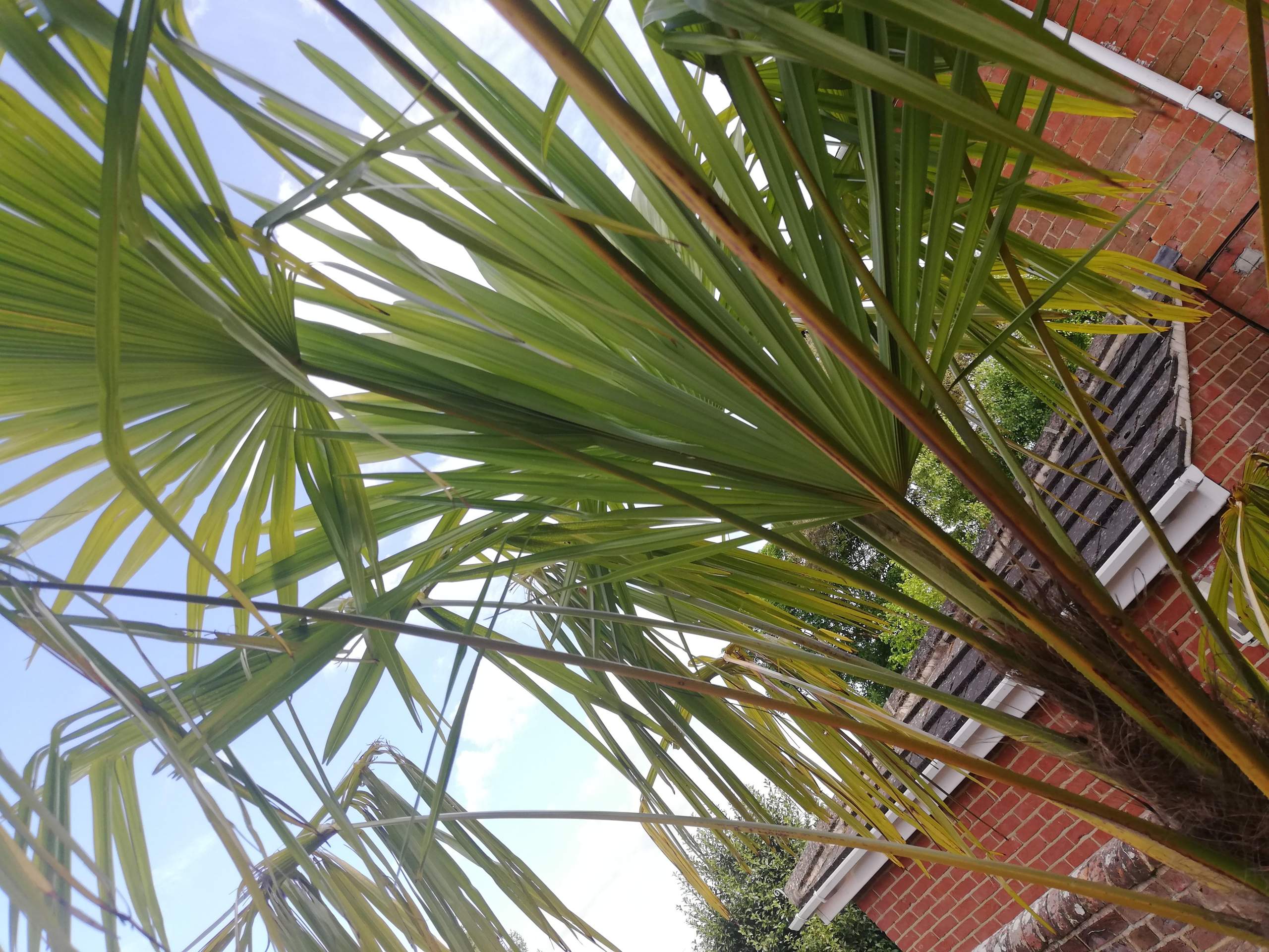 Wie bekomm ich die Palme wieder grün? (Pflanzen, Garten, Botanik)