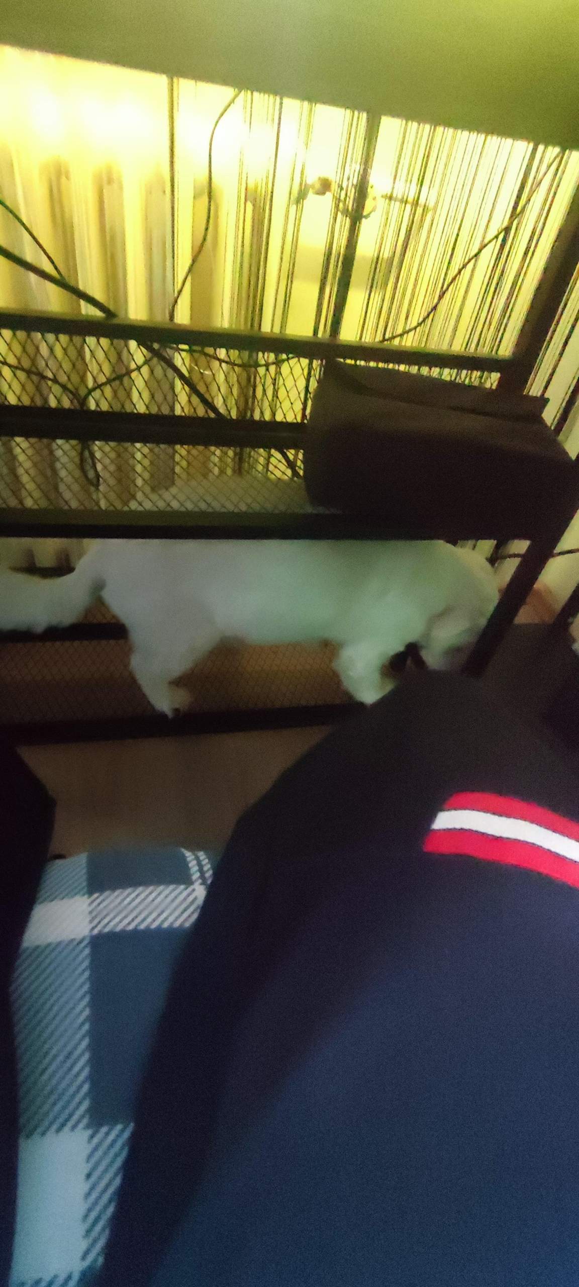 Wie beruhige ich meine Hunde? (Tierhaltung, Welpen, Hundeerziehung)