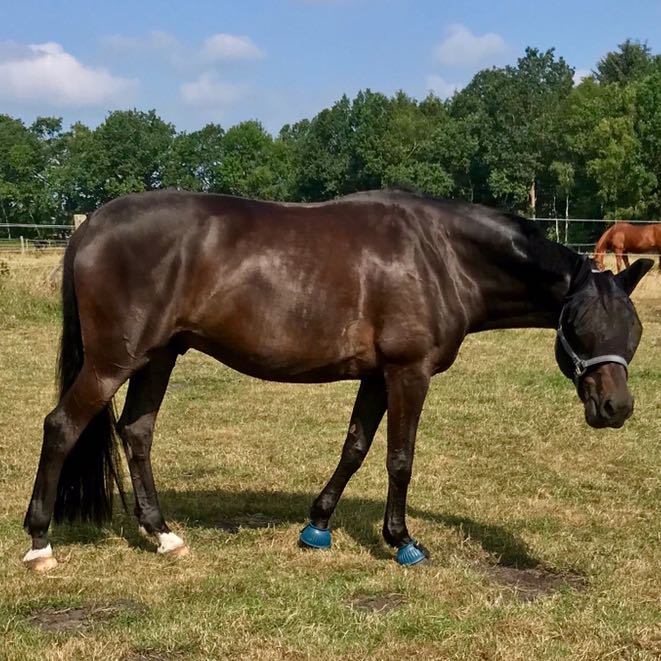 Wie beurteilt ihr den Körperbau von diesem Pferd? Foto? (Tiere, Pferde ...