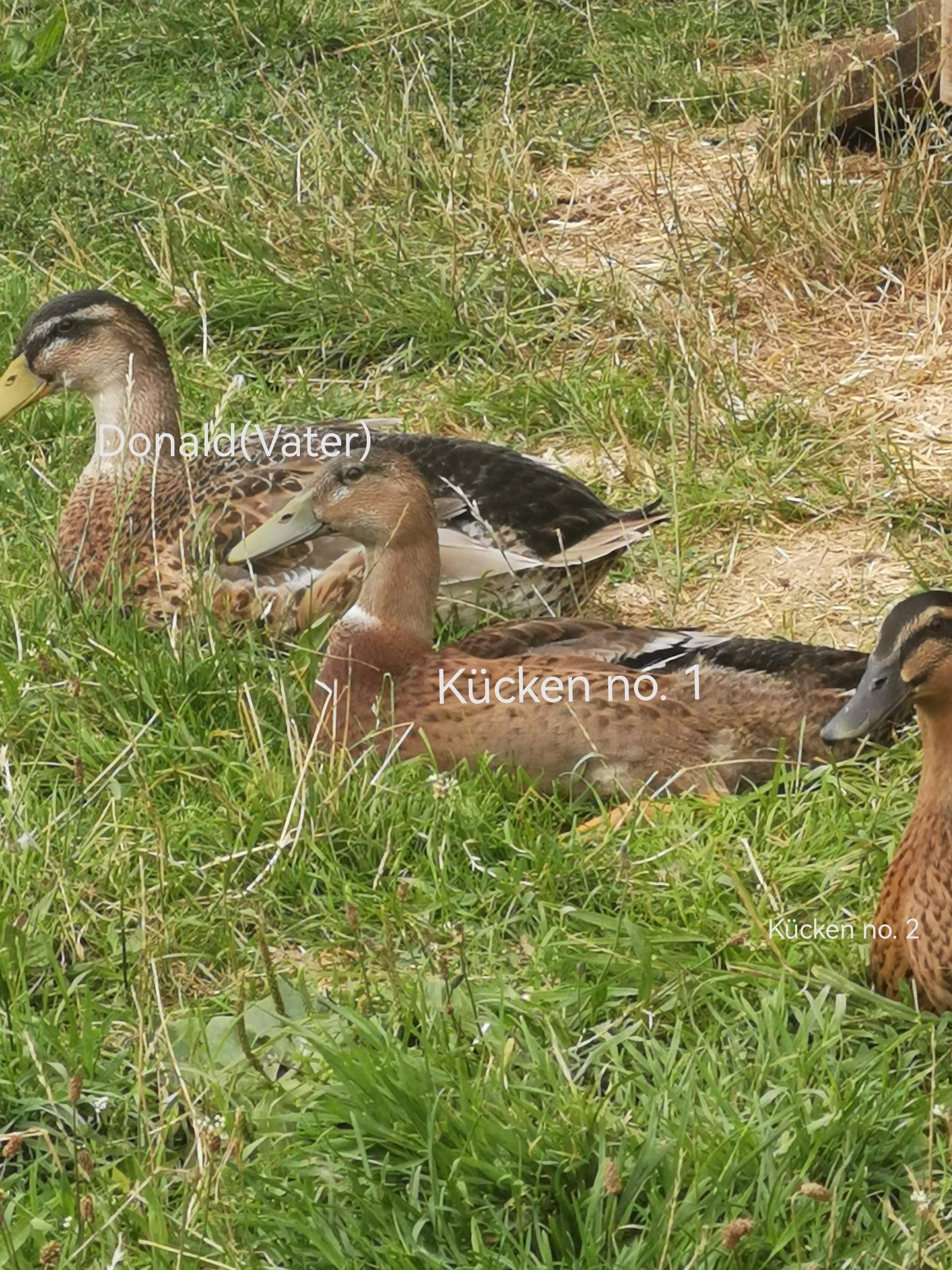Wie erkennt man Weibchen und Männchen bei Enten? (Tierhaltung, Ente, Küken)