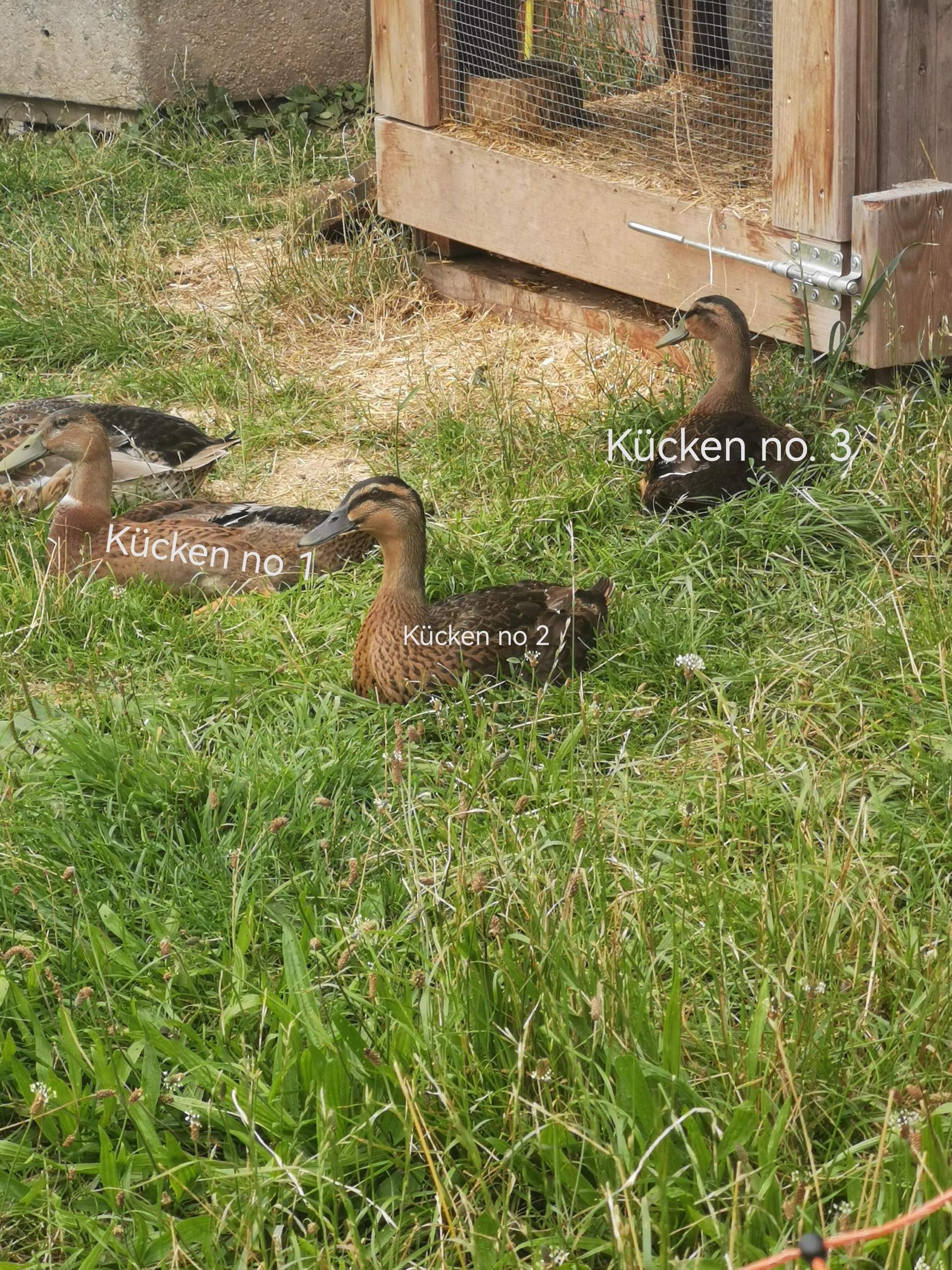 Wie erkennt man Weibchen und Männchen bei Enten? (Tierhaltung, Ente, Küken)
