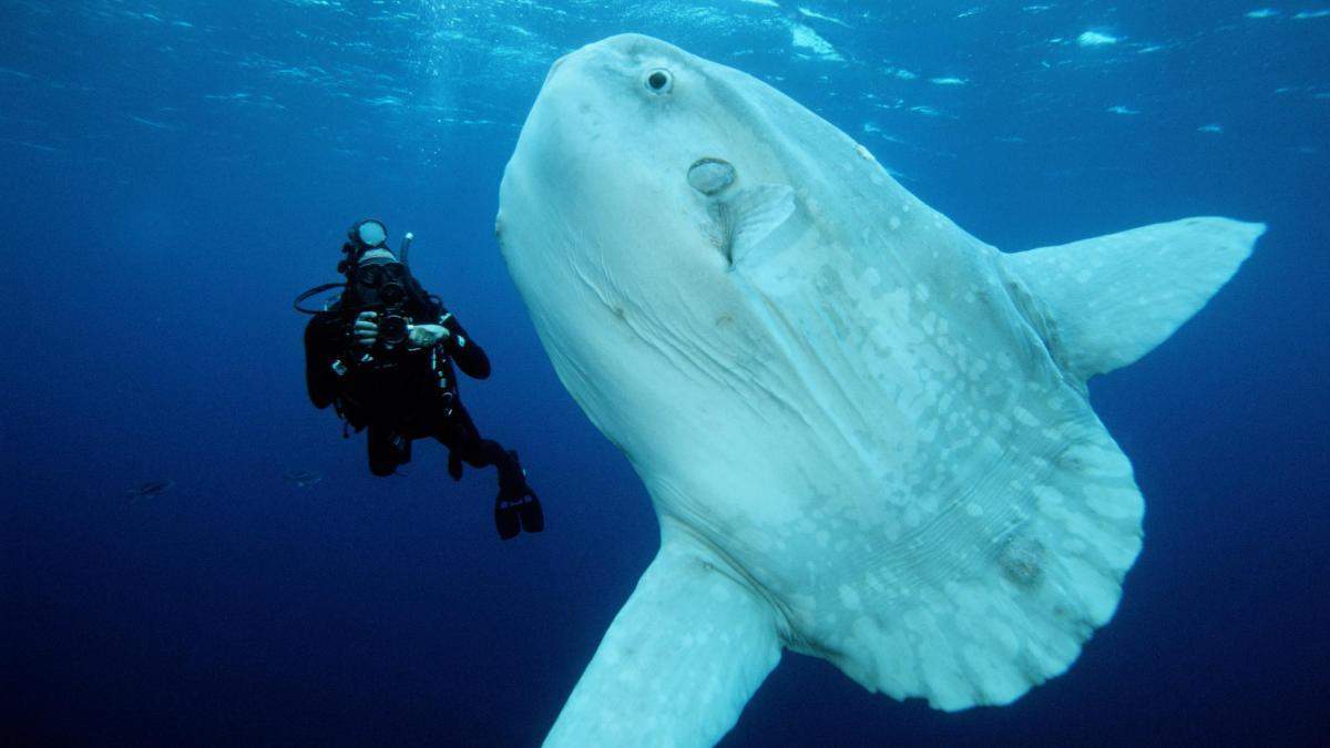 Wie findest du den Mondfisch? (Menschen, Tiere, Zukunft)