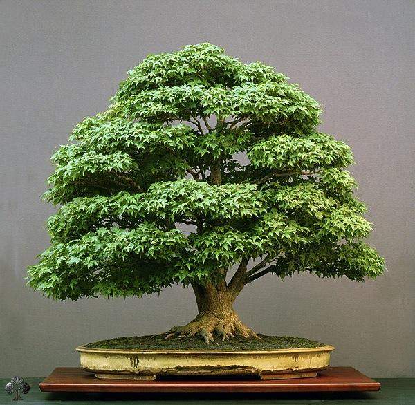 Wie findet ihr Bonsai Bäume? (Wasser, Baum, Wald)