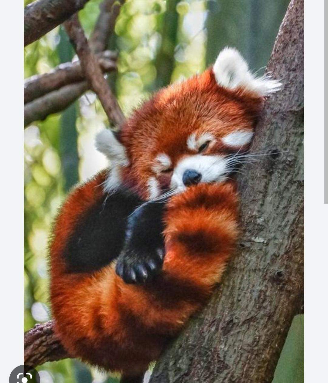 Wie findet ihr den roten/kleinen Panda? (Tiere)