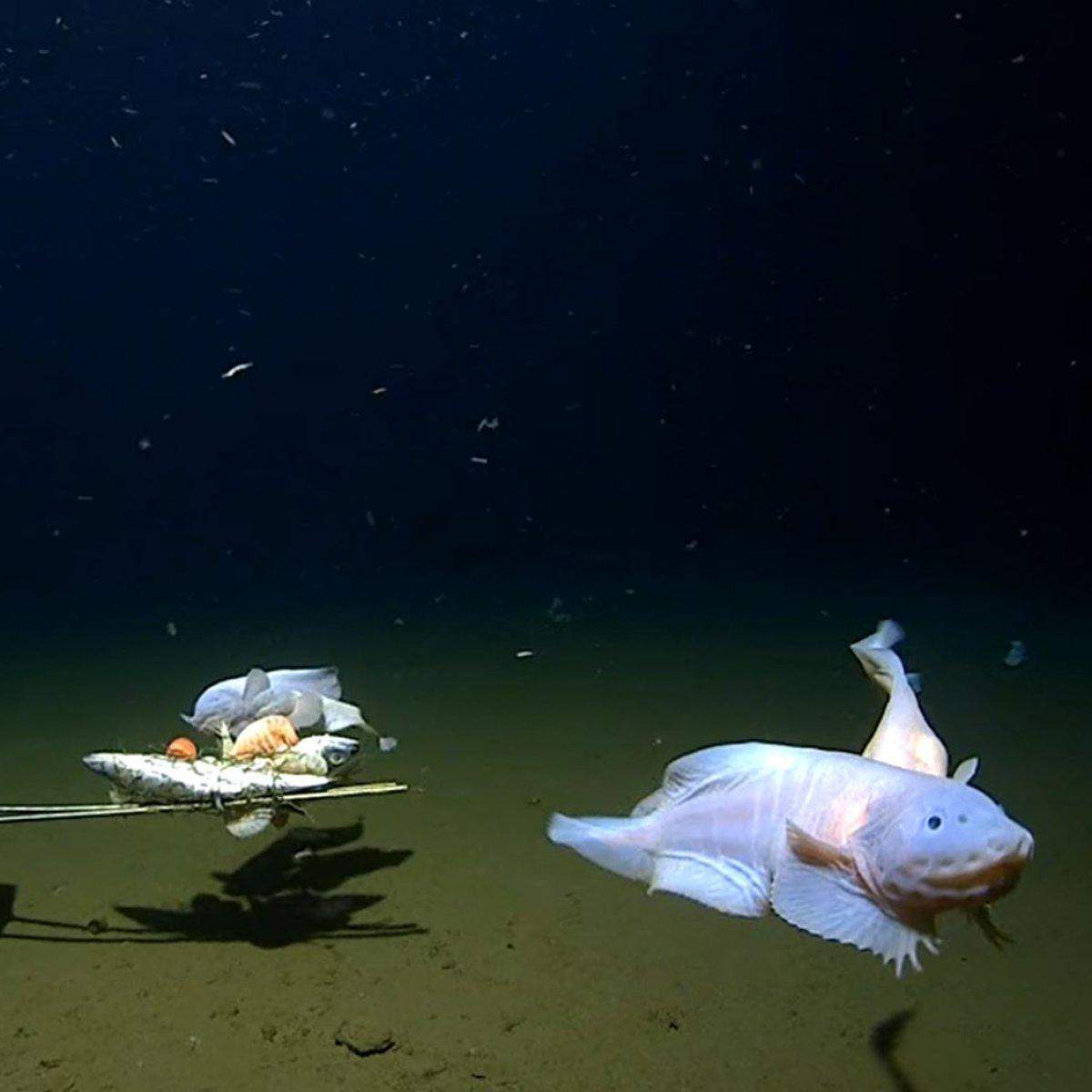 Wie findet ihr diesen neu entdeckten Fisch? (Tiere, Fische)