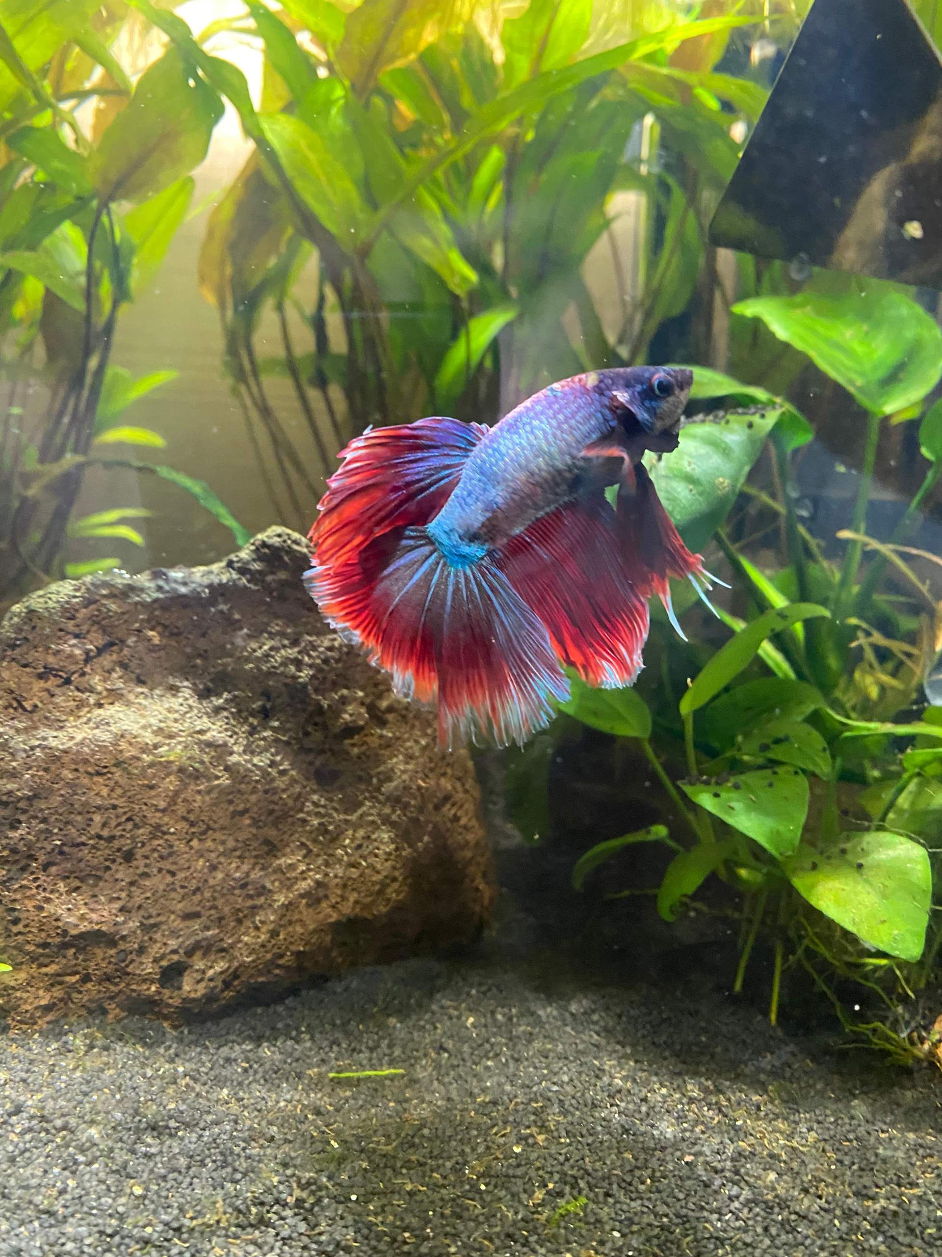 Wie findet ihr mein anderes kaFI becken? (Fische, Aquarium, Aquaristik)