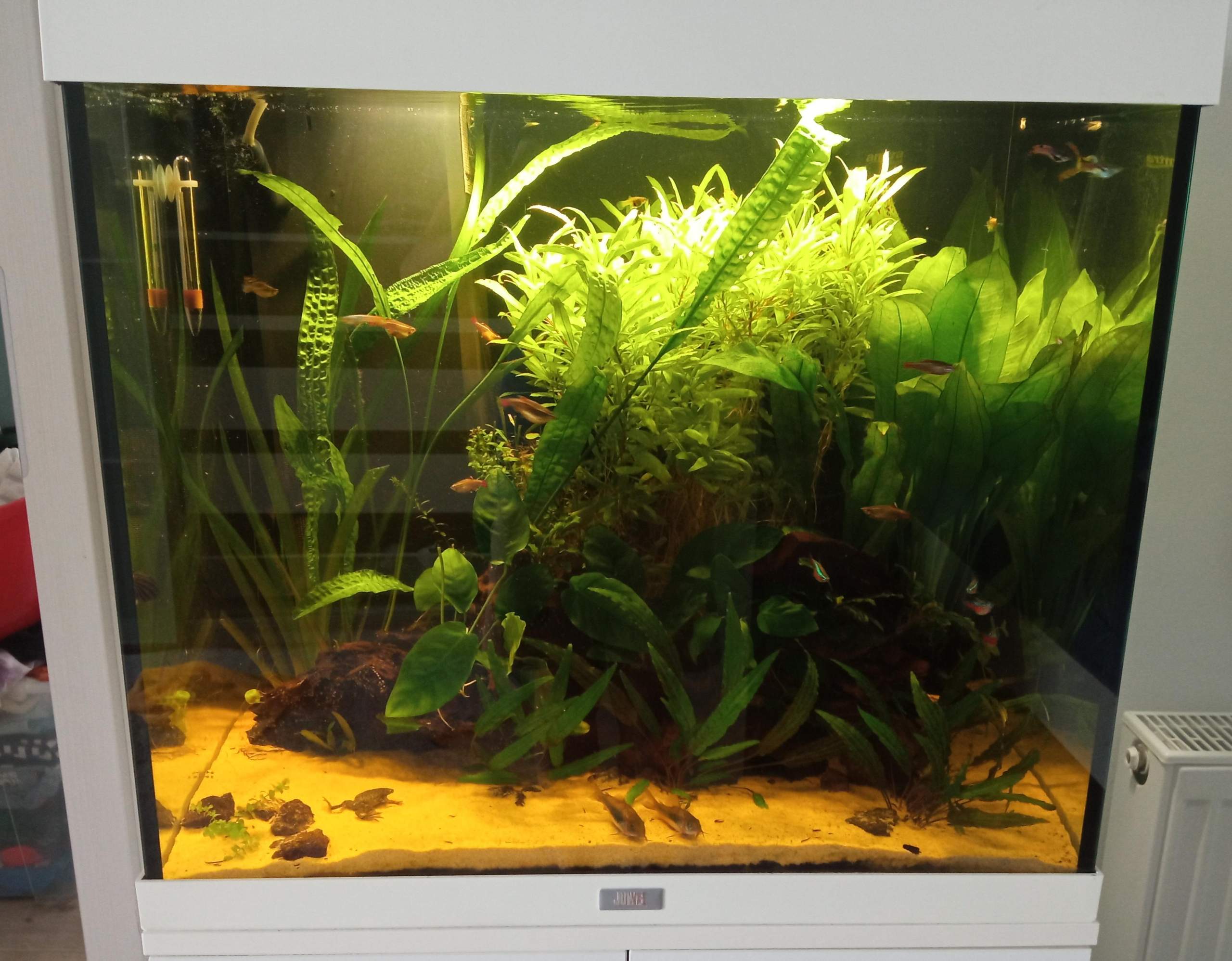 wie findet ihr mein Aquarium? (Aquariumfische, Süßwasseraquarium, Besatz)