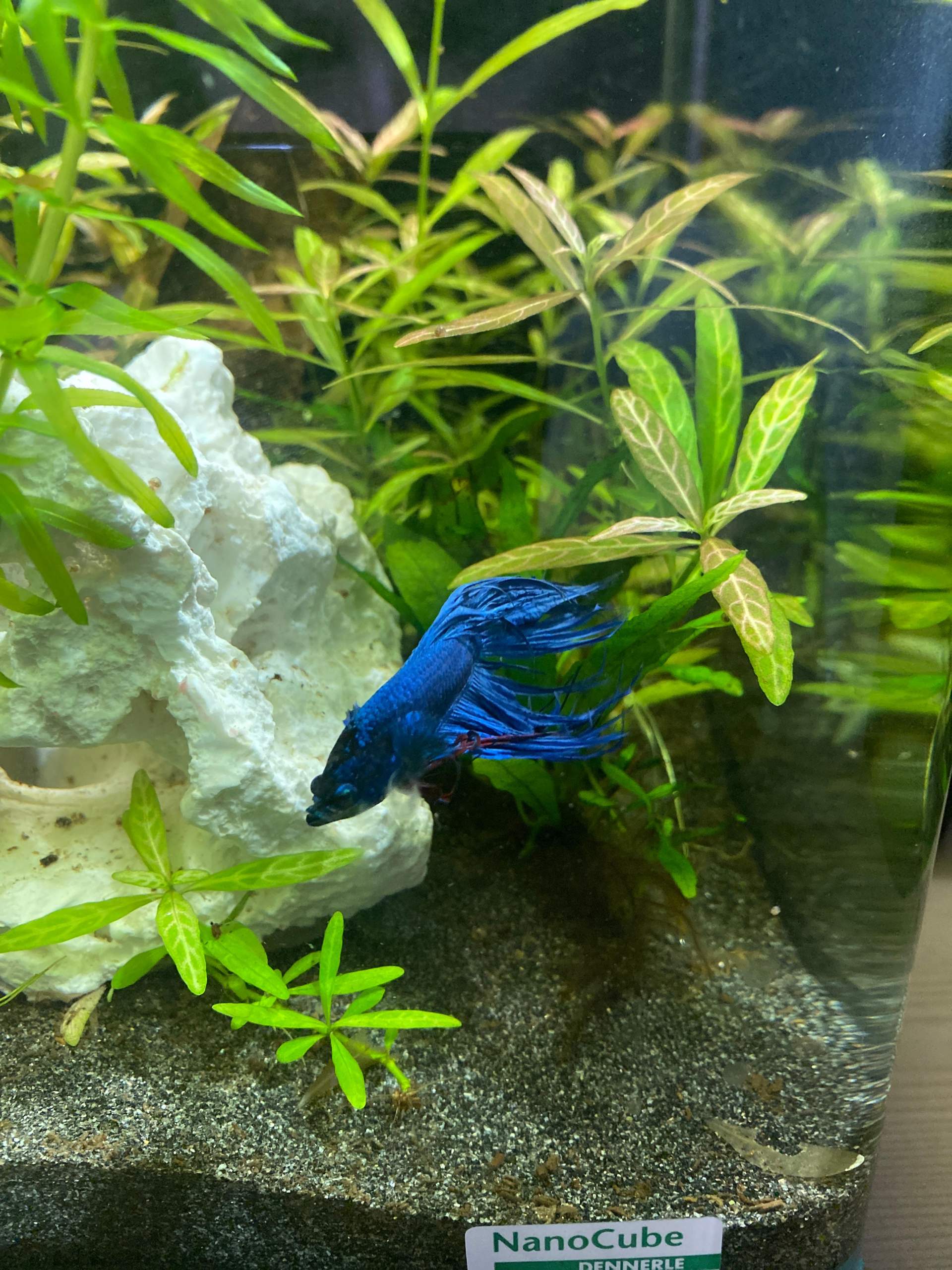 Wie findet ihr mein Kampffisch Aquarium? (bewerten)