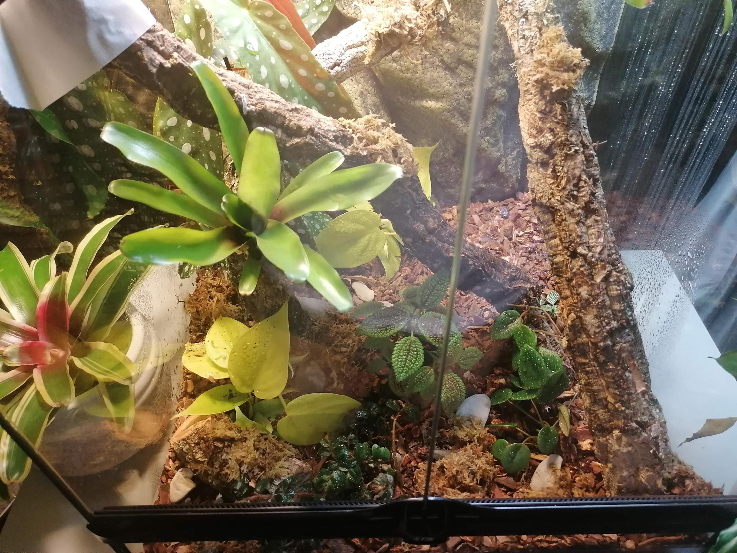 Wie findet ihr mein Terrarium? (Tiere)