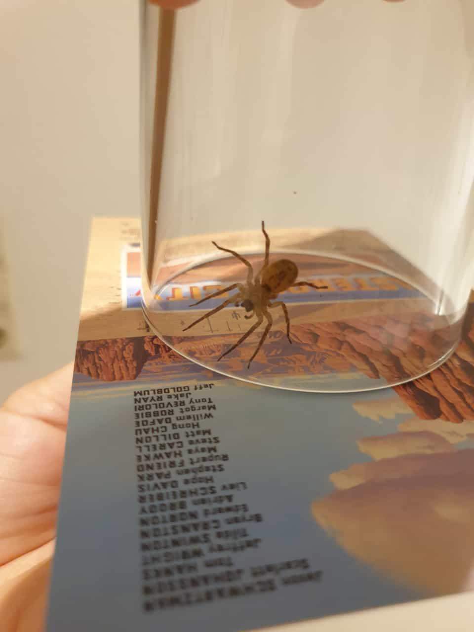 Wie gefährlich ist die Nosferatu Spinne? (Spinnen, Gift, giftig)