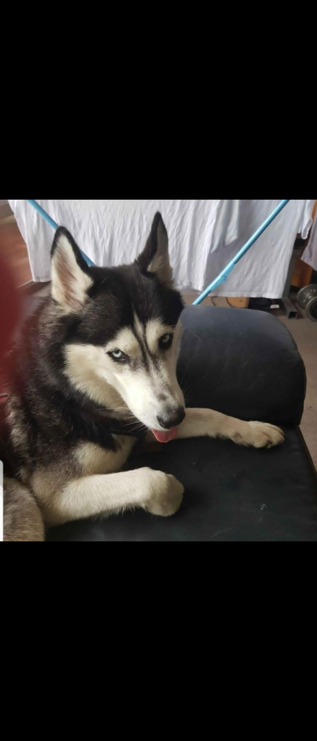 Wie geh ich mit Luna um? Luna the Husky? (Tiere, Hund, Haustiere)