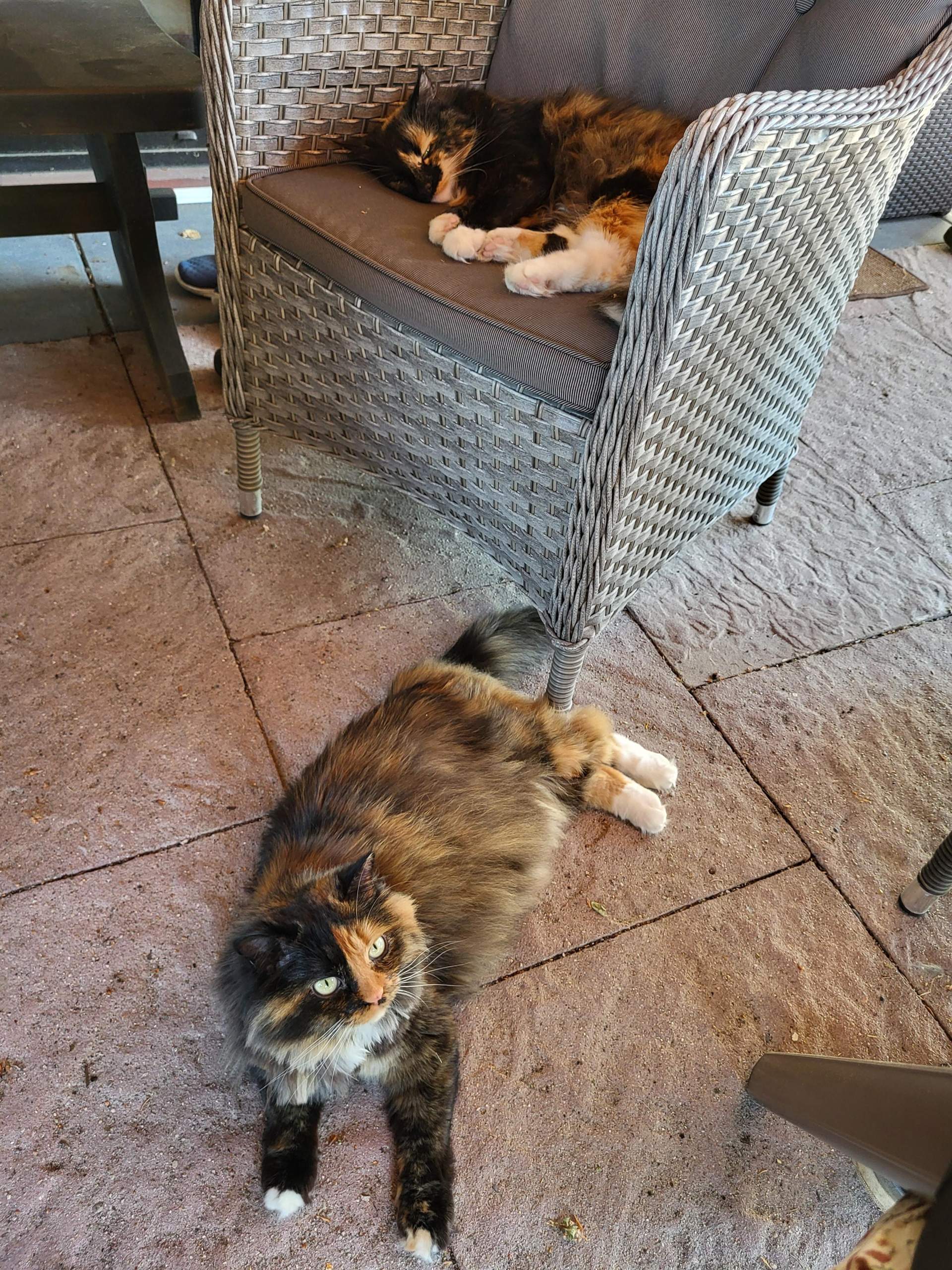 Wie gewöhne ich meiner Katze das knurren ab? (Katzenverhalten, Zusammenführung von Katzen)