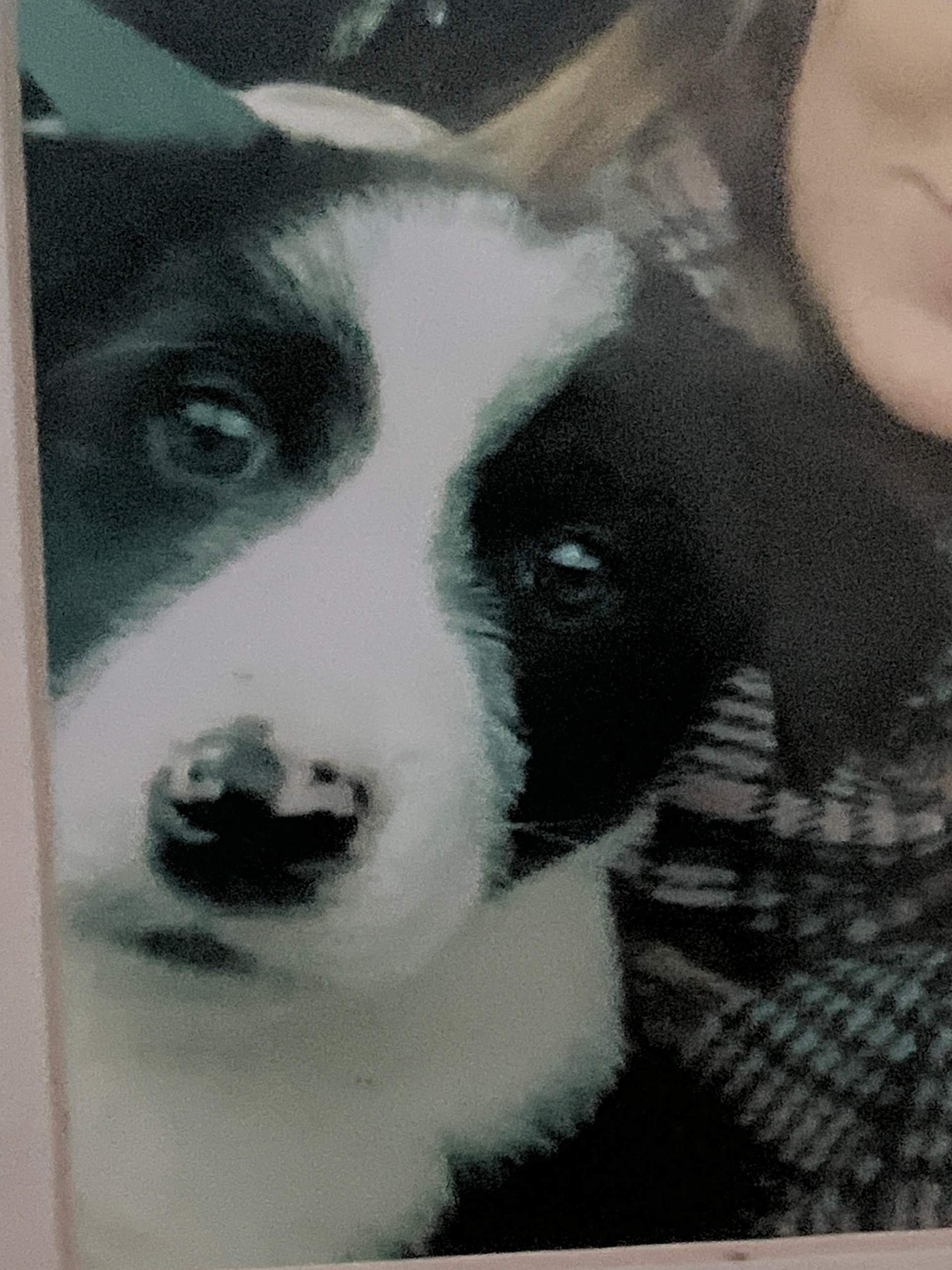 Wie habt ihr euren Hund ausgewählt oder wie hat er euch ausgewählt😌 ...