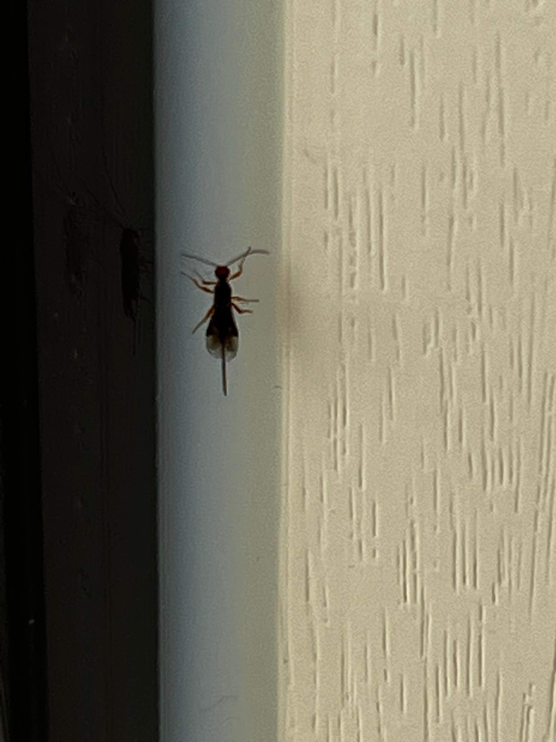 Wie heißen diese Fliegen / Wespen? 3mm, Fühler, Schwanz? (Insekten ...