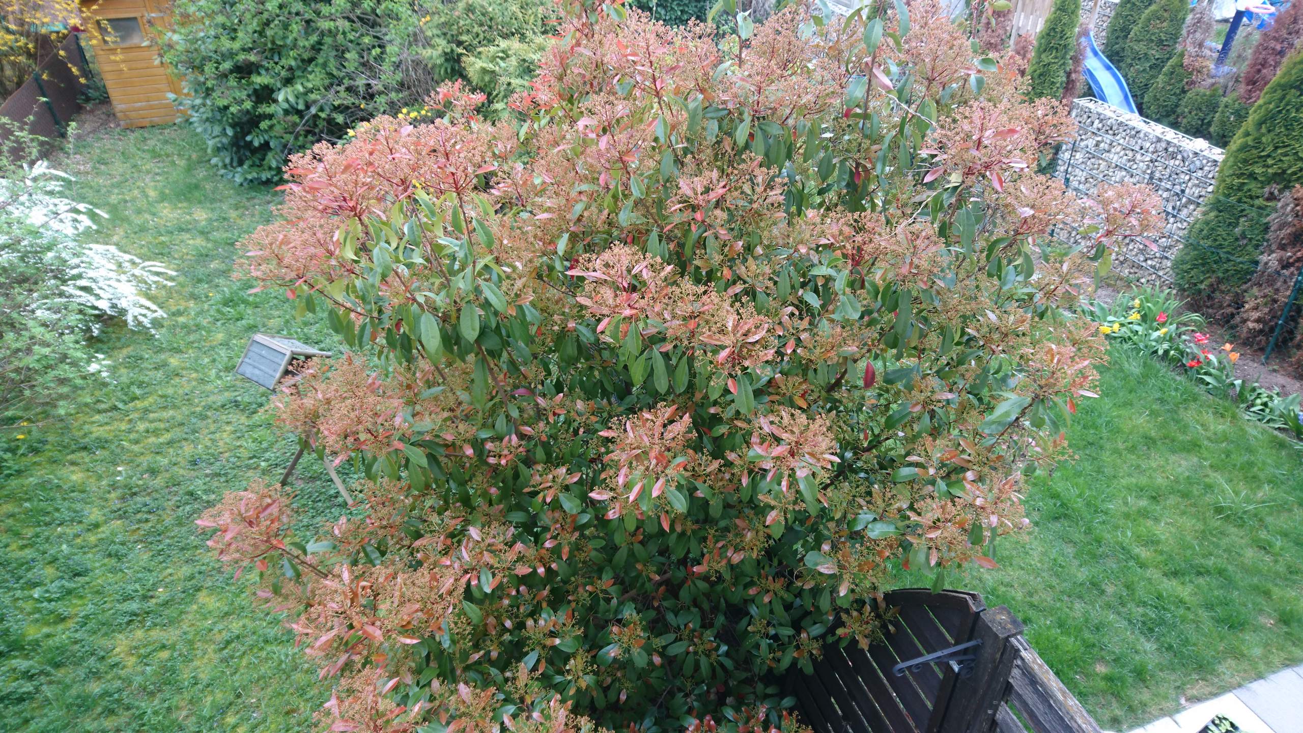 Wie heißt der Busch auf dem Bild? (Pflanzen, Garten, Botanik)