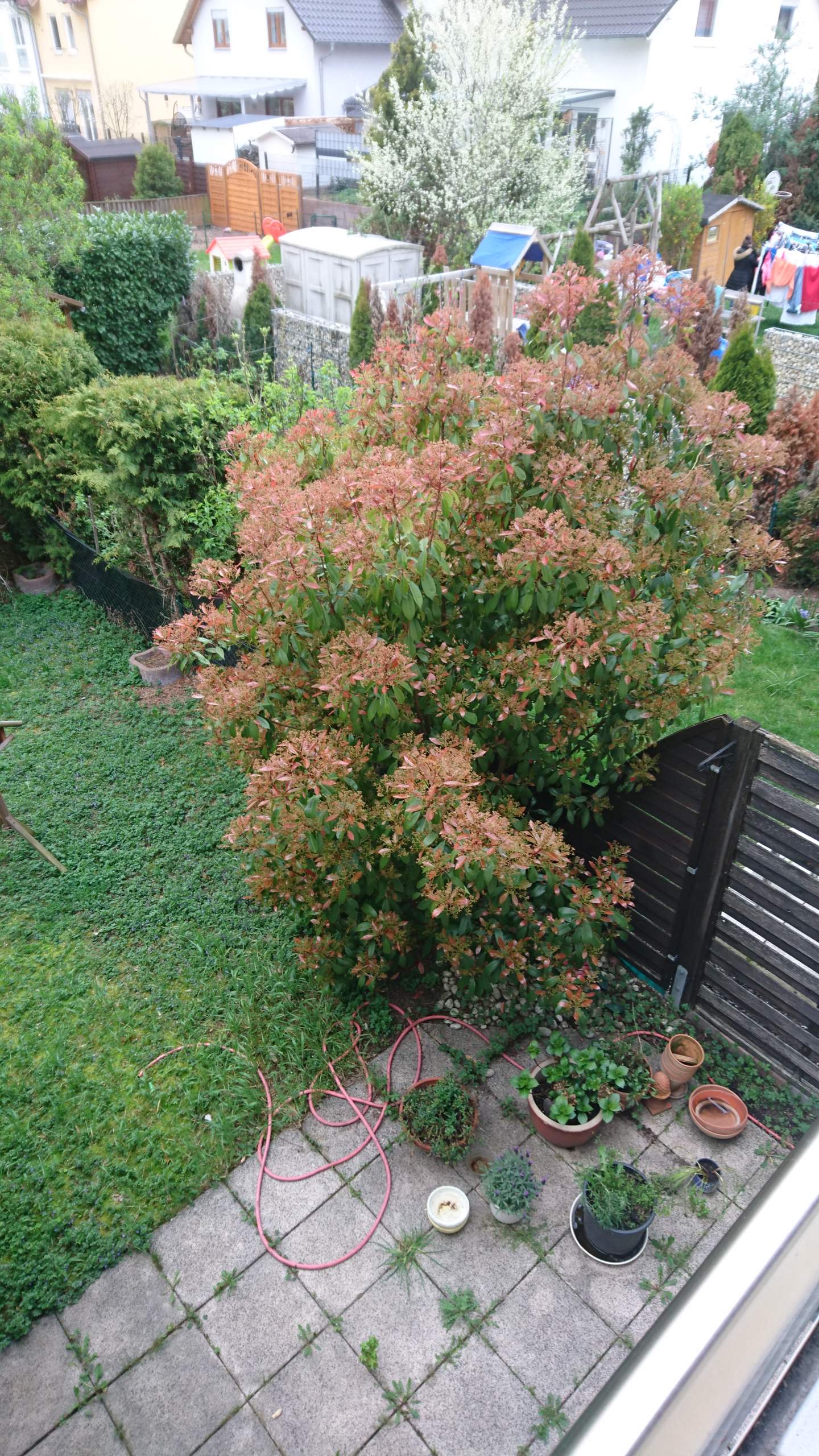 Wie heißt der Busch auf dem Bild? (Pflanzen, Garten, Botanik)
